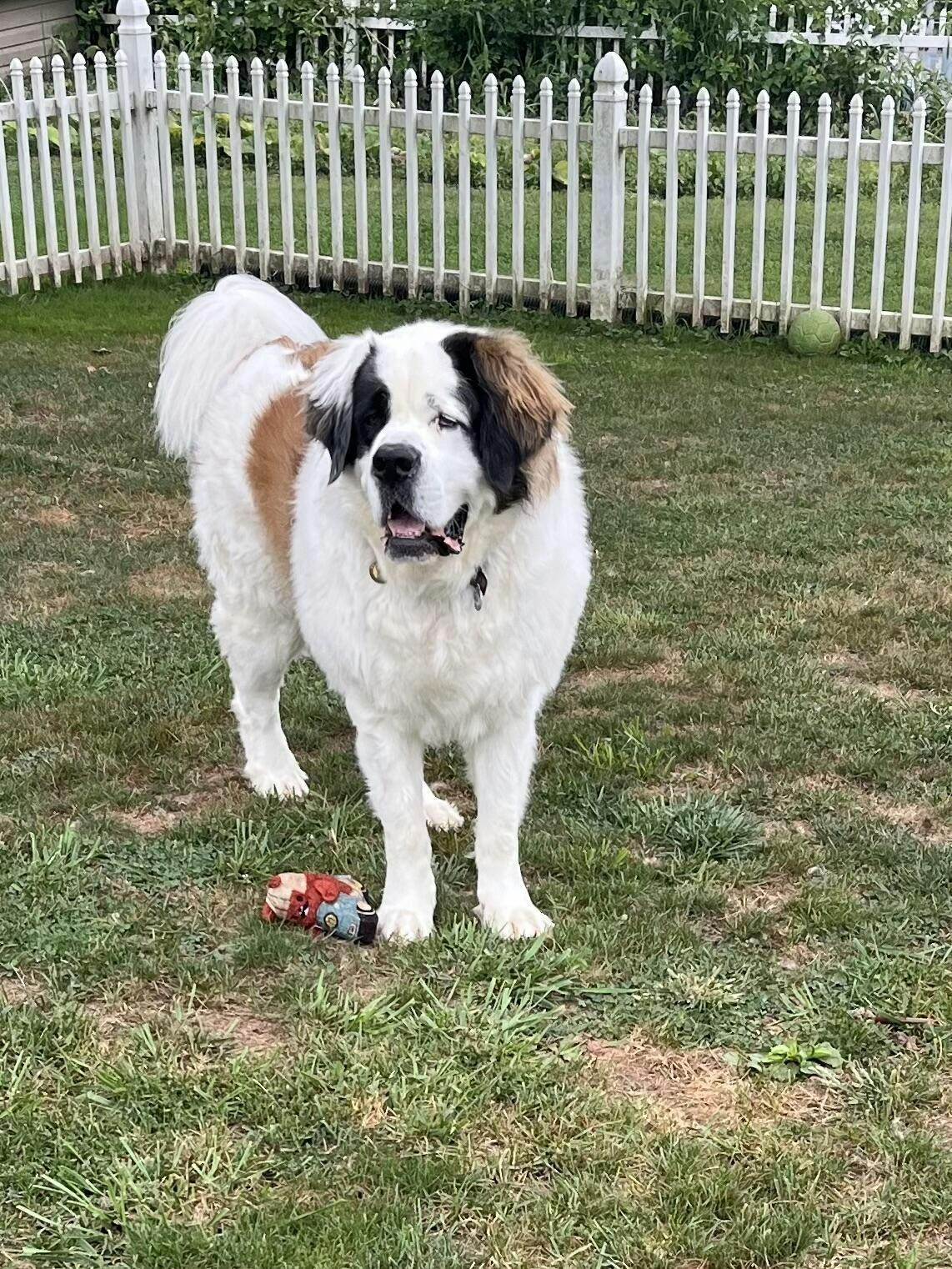 Dog Toenail Grips | Dr. Buzby’s Toegrips® for Dogs