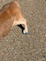 Dog Toenail Grips | Dr. Buzby’s Toegrips® for Dogs