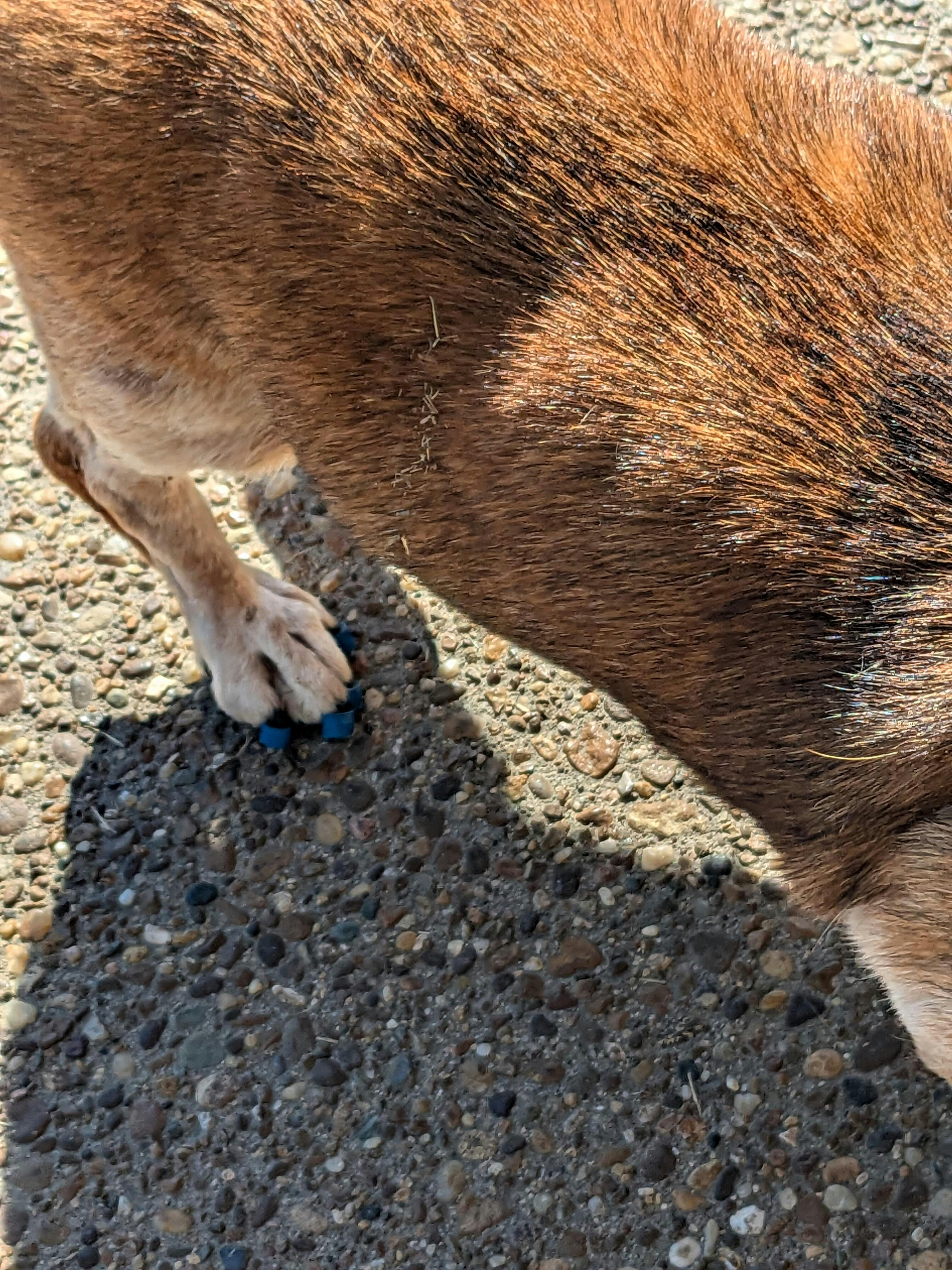 Dog Toenail Grips | Dr. Buzby’s Toegrips® for Dogs