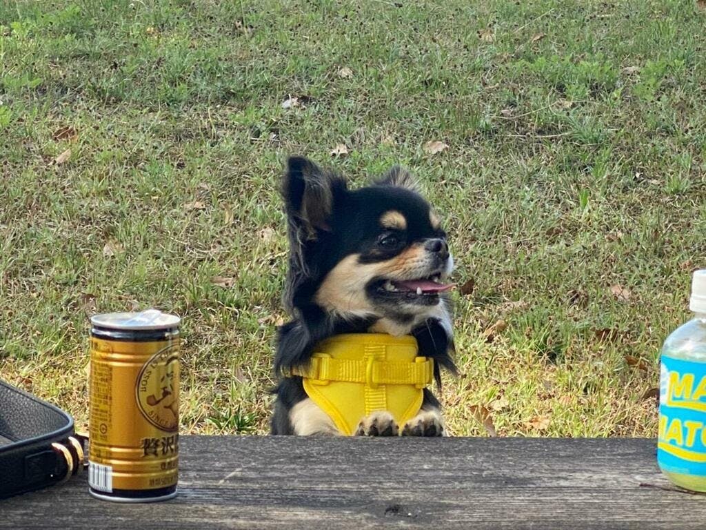 負担が少ない犬用ハーネス｜AIR harness by Dr.pettle