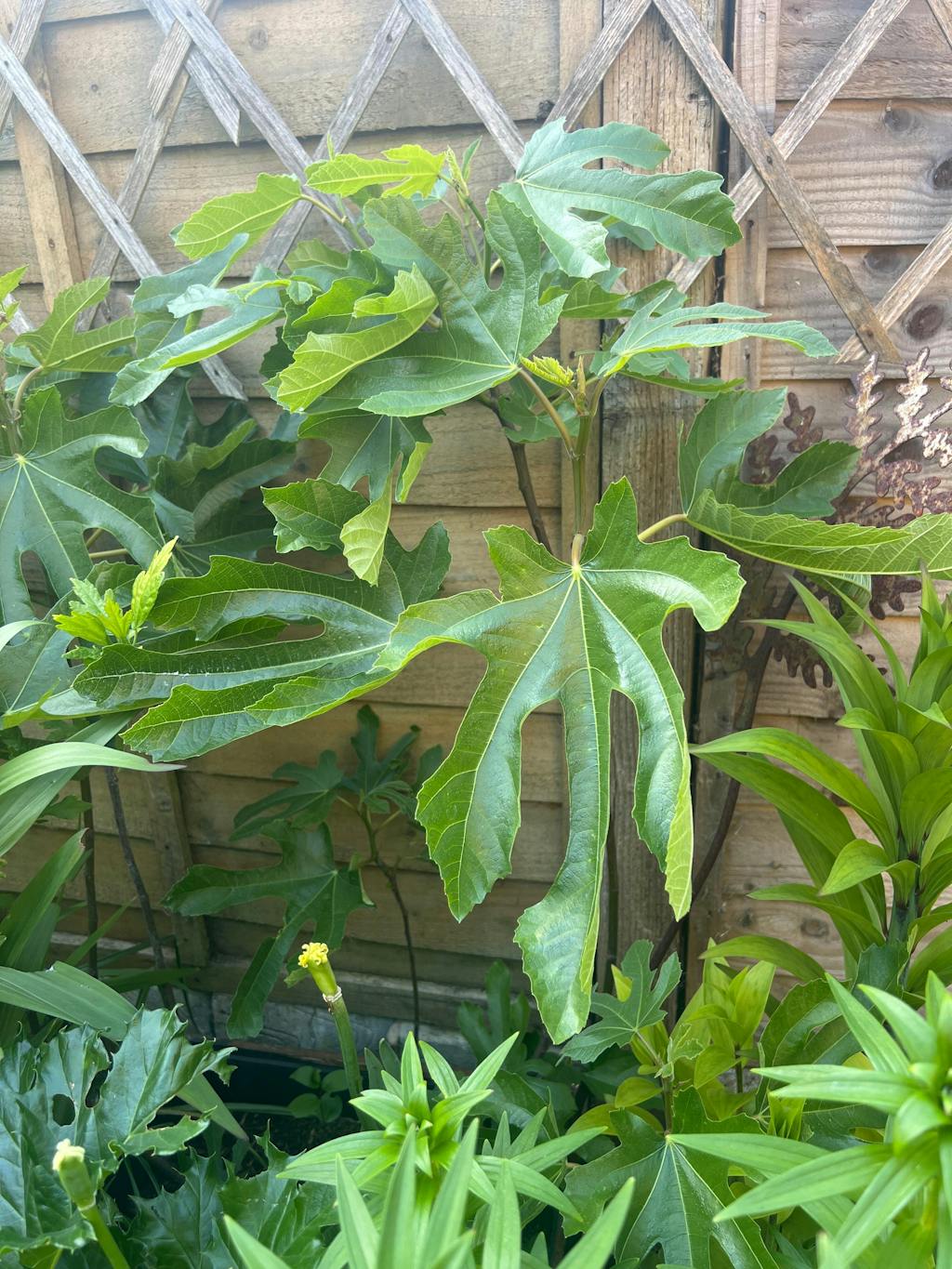 Fig-Leaf Skeletoniser Moth Killer Nematodes - Dragonfli