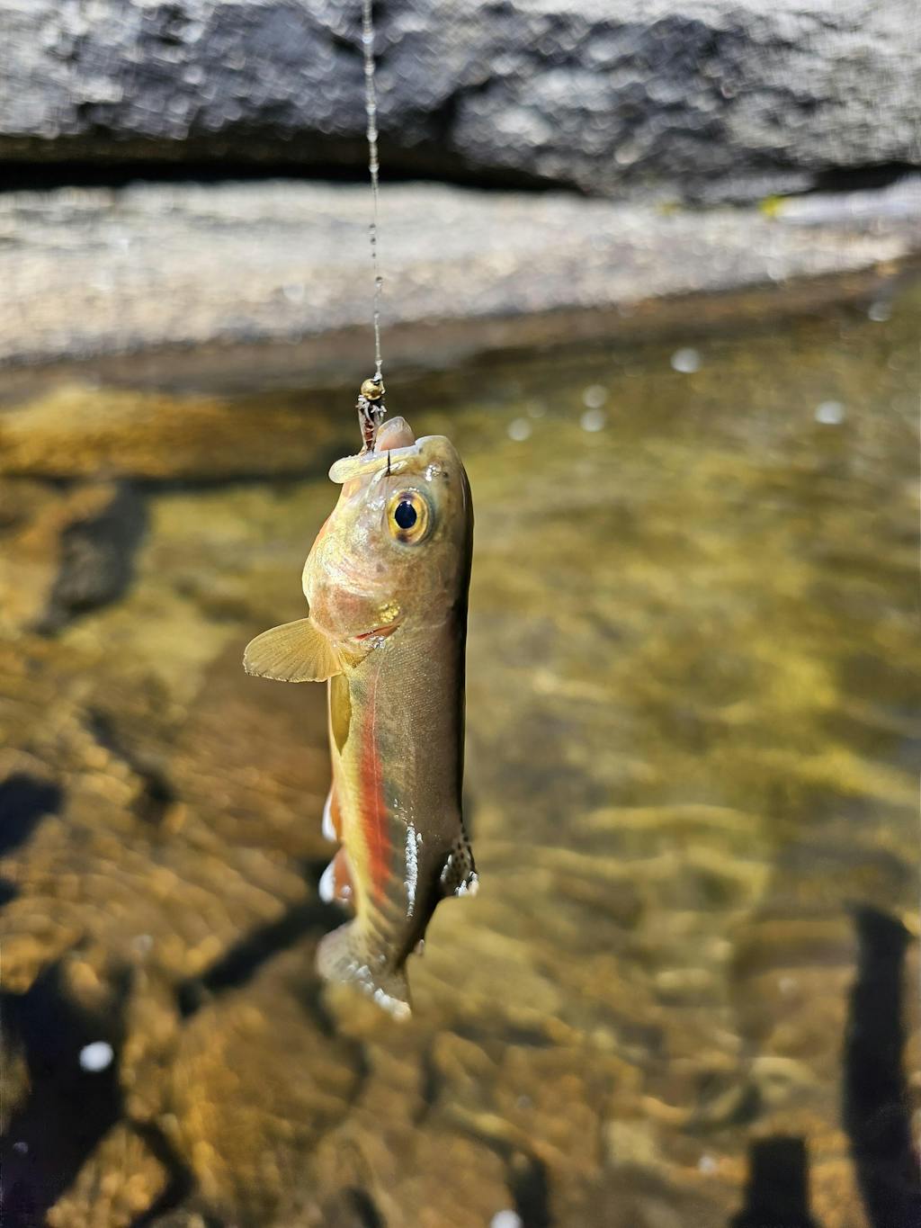 TalonMINI 310 Pocket Tenkara Rod — DRAGONtail Tenkara