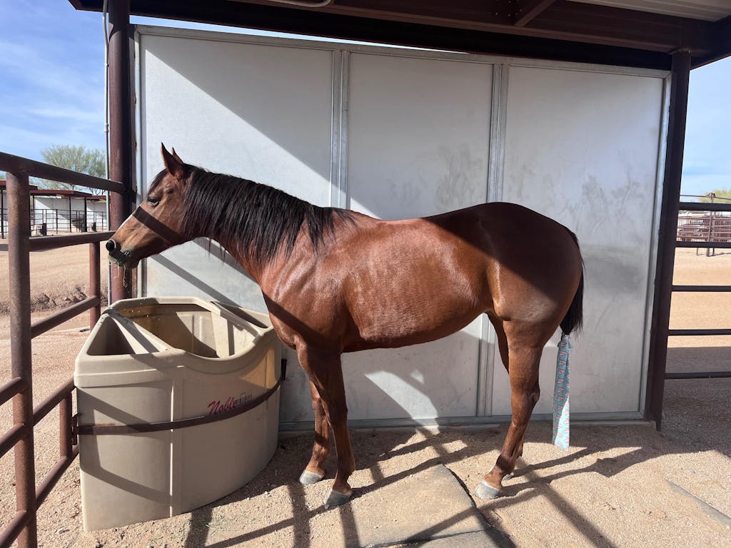 Maximize Equine Comfort: Draw it Out High Potency Gel for Horse Health ...