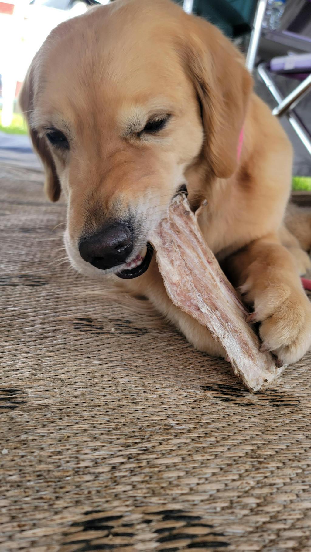 Bison Scapula - Long-Lasting Natural Dog Chews | USA Sourced | Duck ...