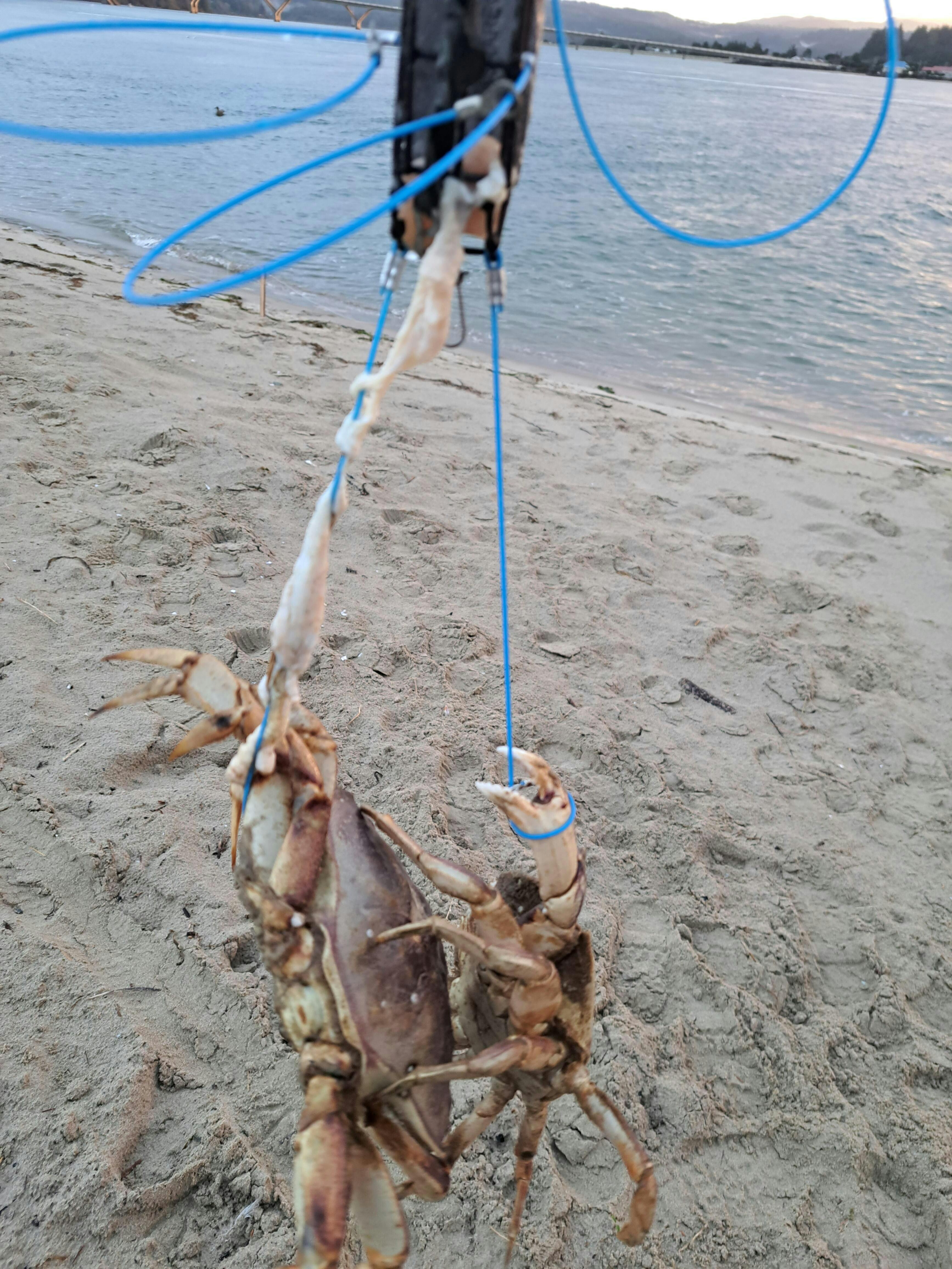 DURASNARE Vinyl Coated 8oz Blue Line Crab Snare