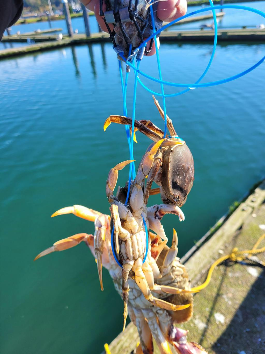 DURASNARE Vinyl Coated 8oz Blue Line Crab Snare