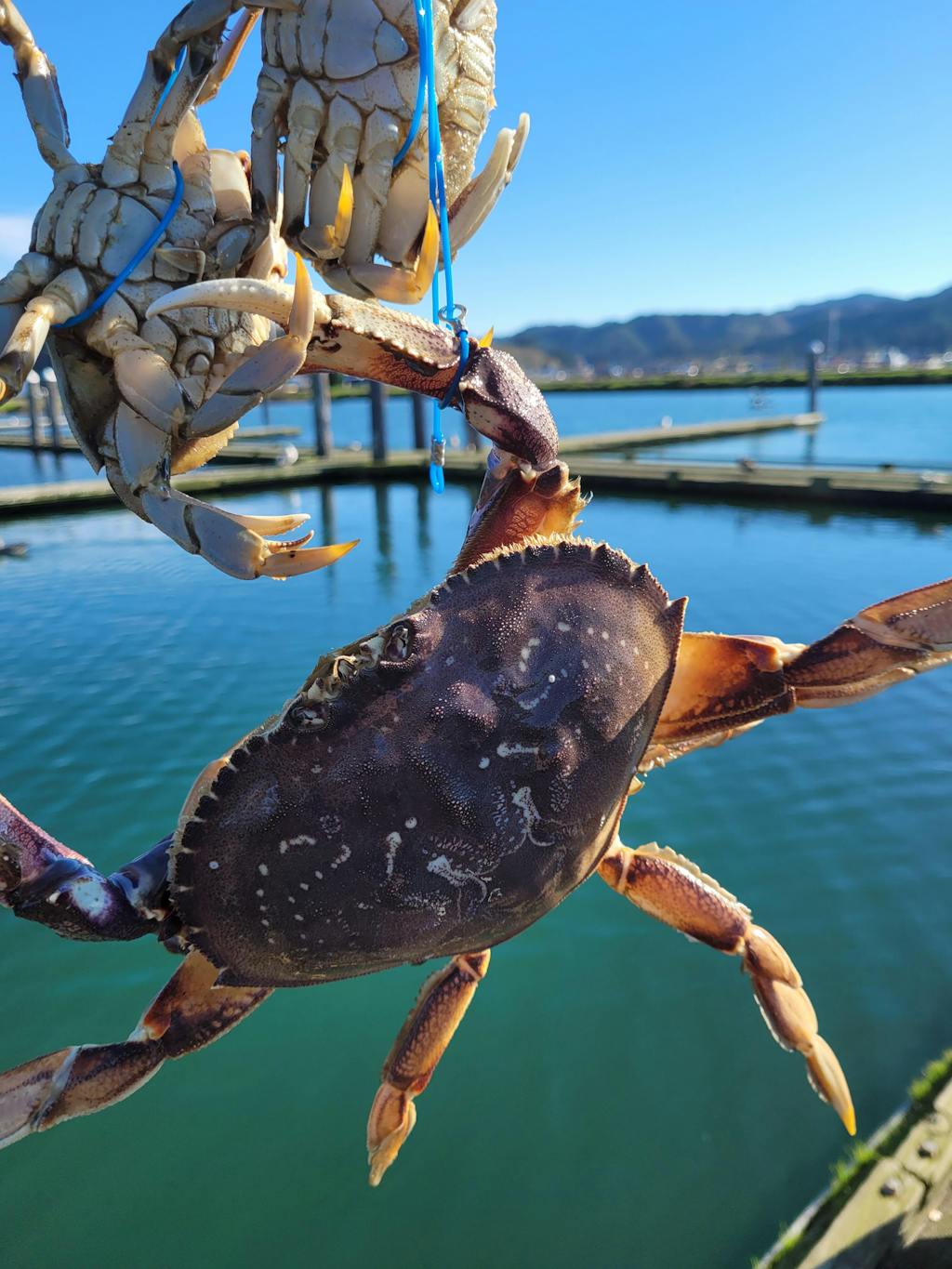 DURASNARE Vinyl Coated 8oz Blue Line Crab Snare