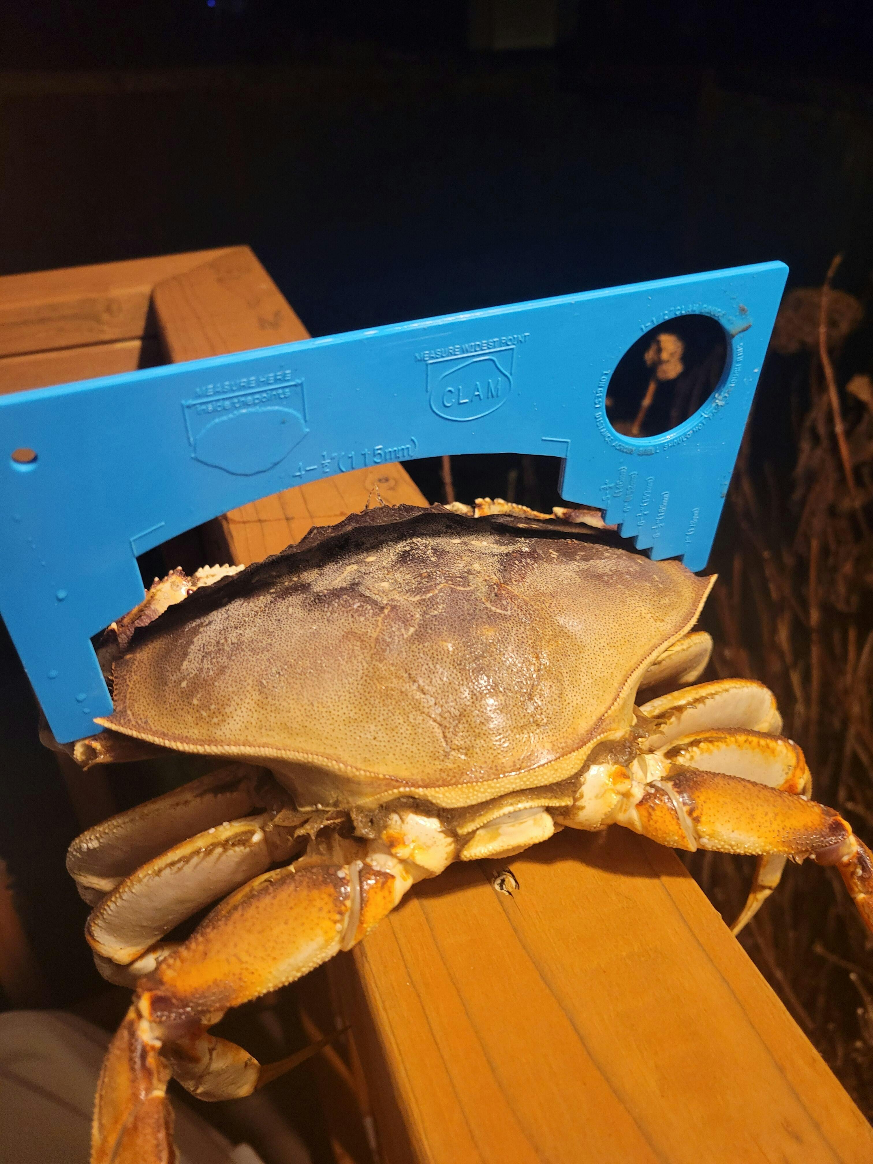 DURASNARE Galvanized Steel 8oz Blue Line Crab Snare