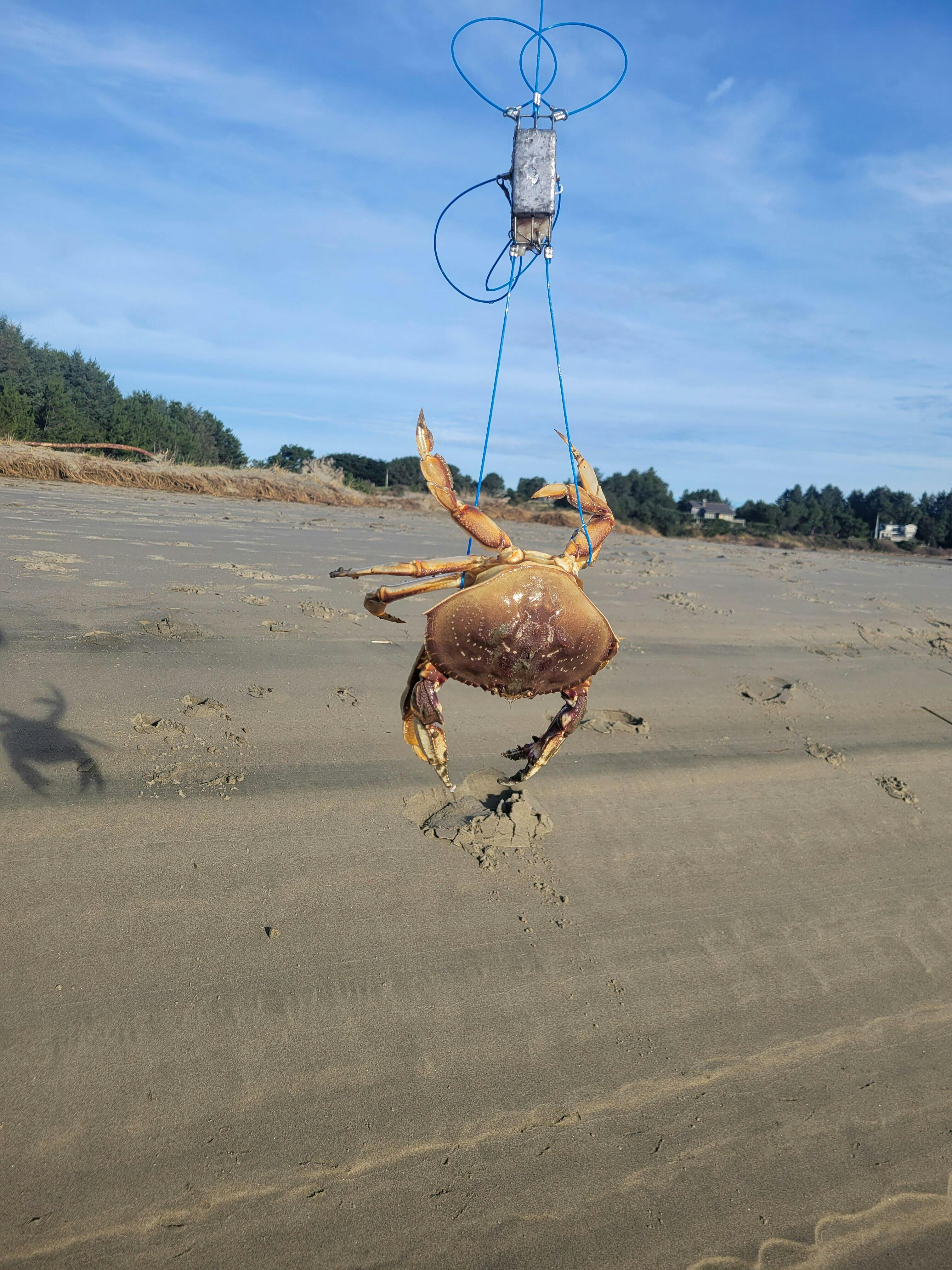 DURASNARE Galvanized Steel 8oz Blue Line Crab Snare