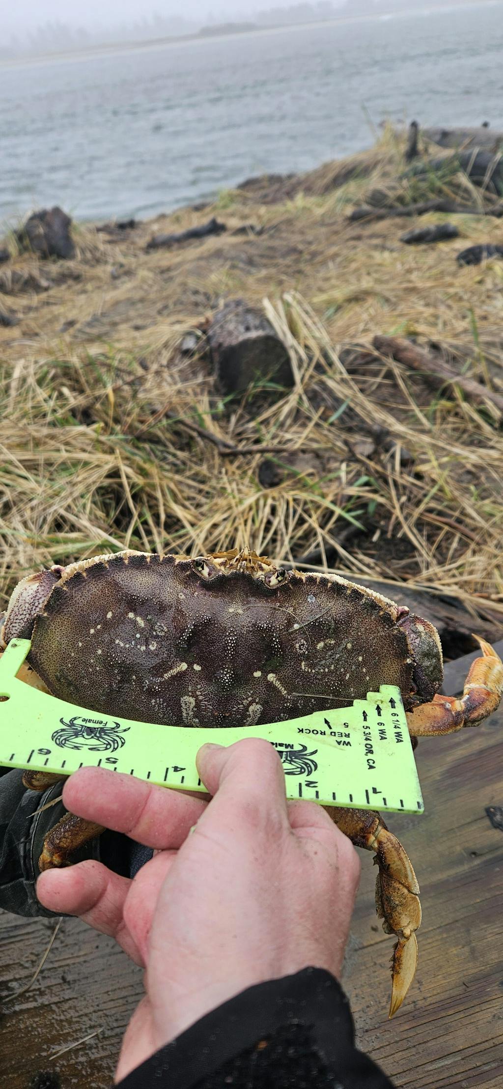 DURASNARE Galvanized Steel 8oz Blue Line Crab Snare