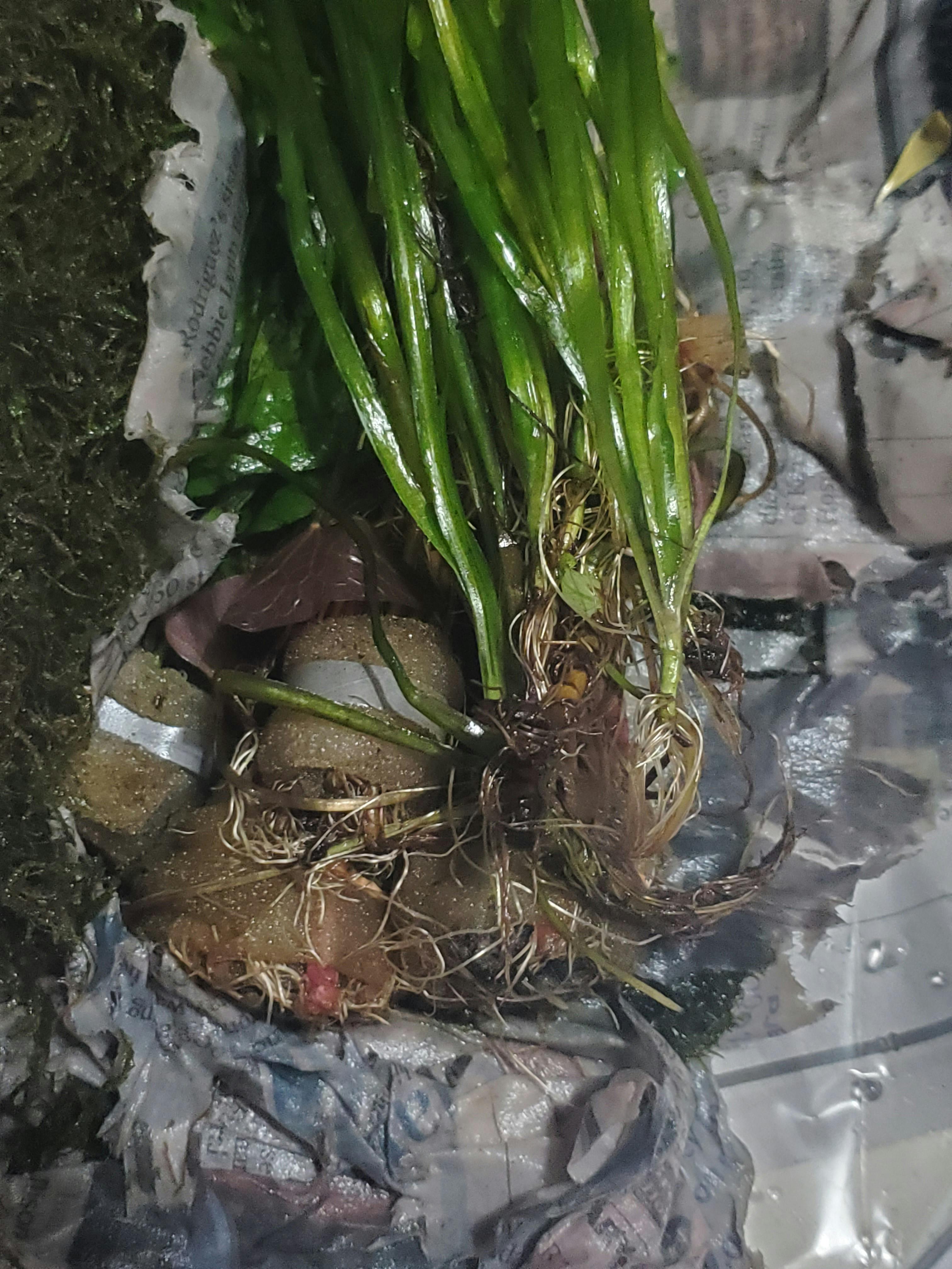 Vallisneria "Jungle Val" EASY Background Aquarium Plant – DustinsFishtanks