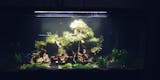JAVA MOSS -SUPER EASY Low Light Aquarium Plant – DustinsFishtanks