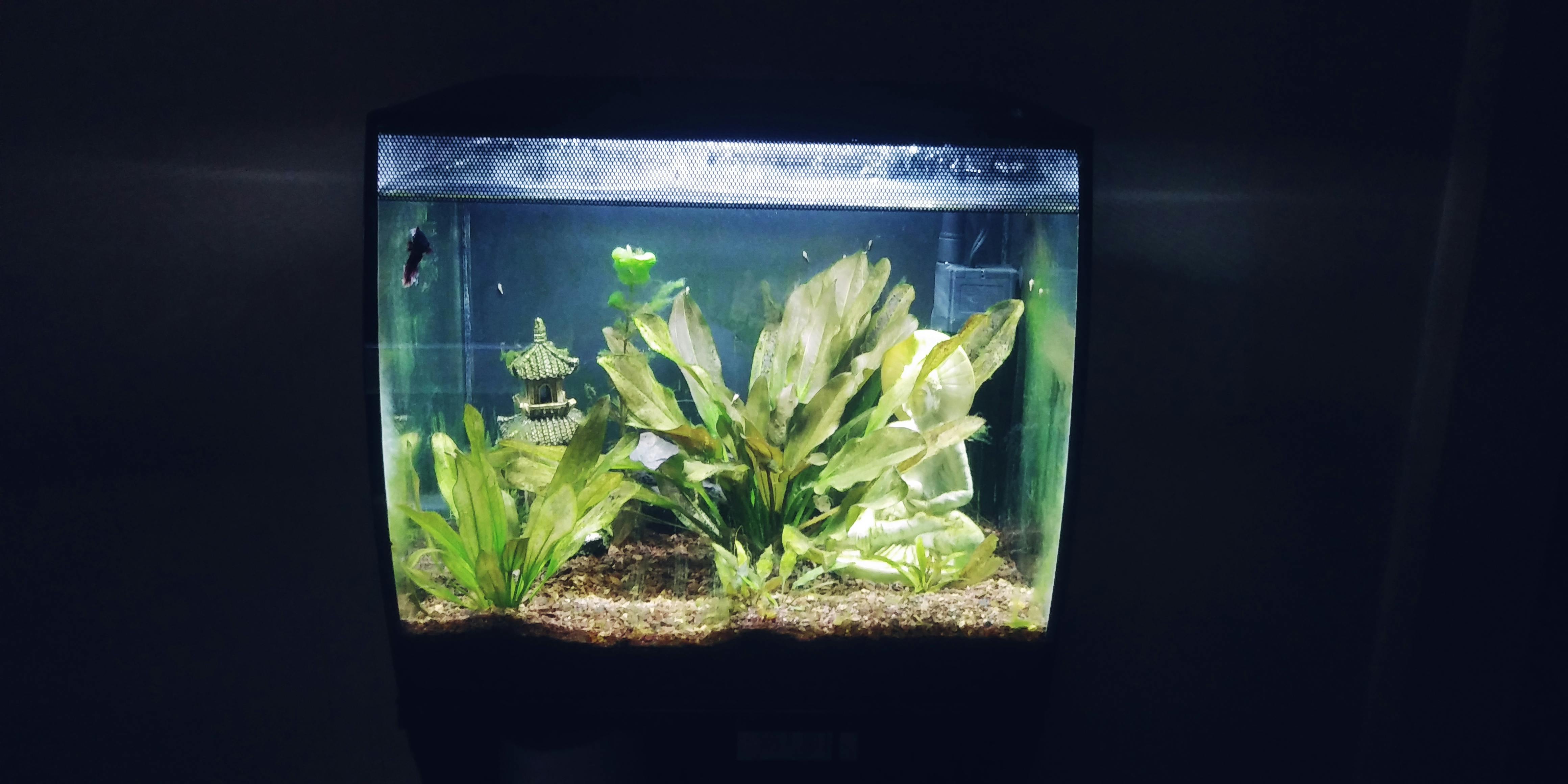 JAVA MOSS -SUPER EASY Low Light Aquarium Plant – DustinsFishtanks