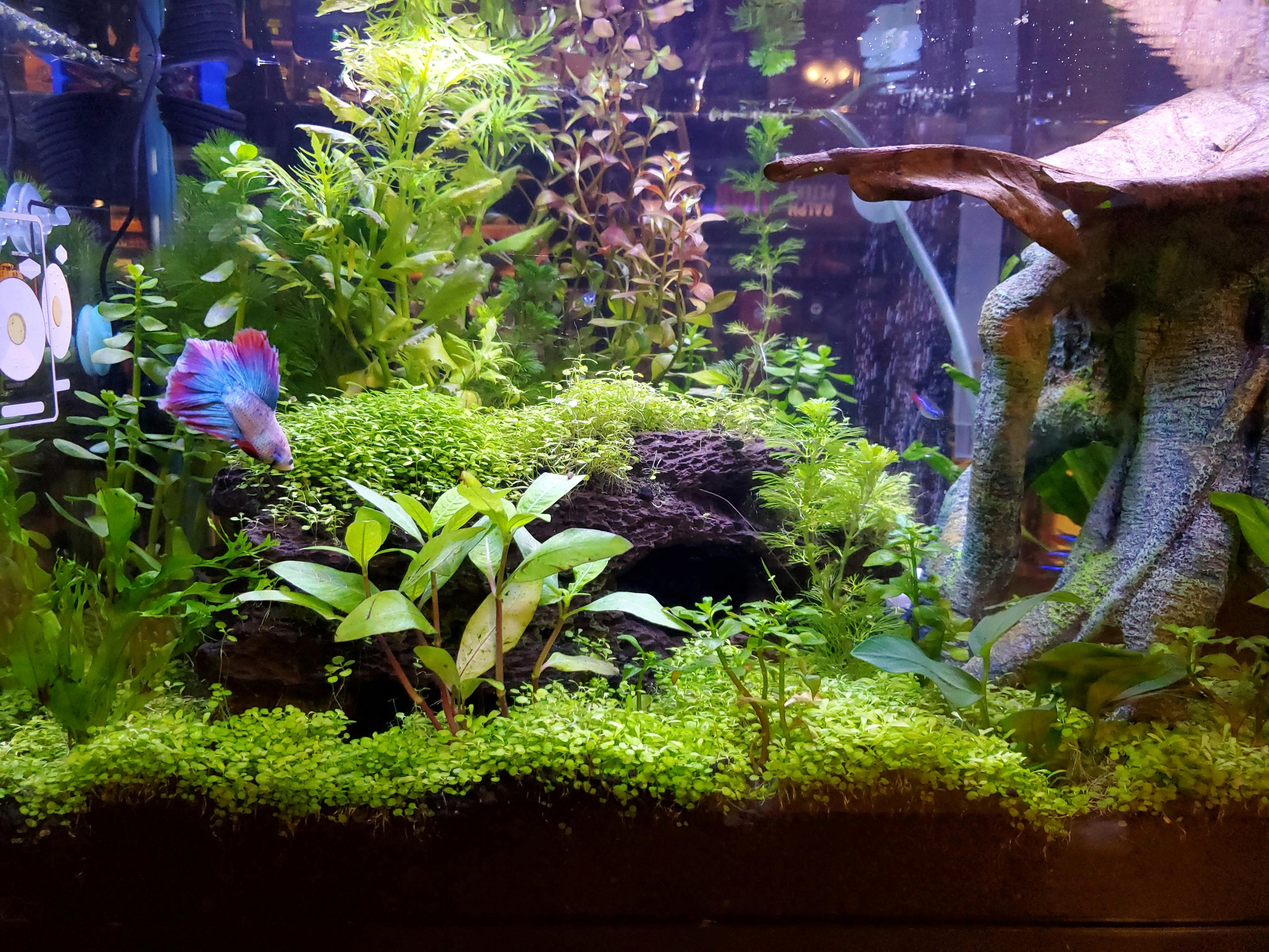 Ludwigia Repens (Absolutely Stunning Aquarium Plant) – DustinsFishtanks