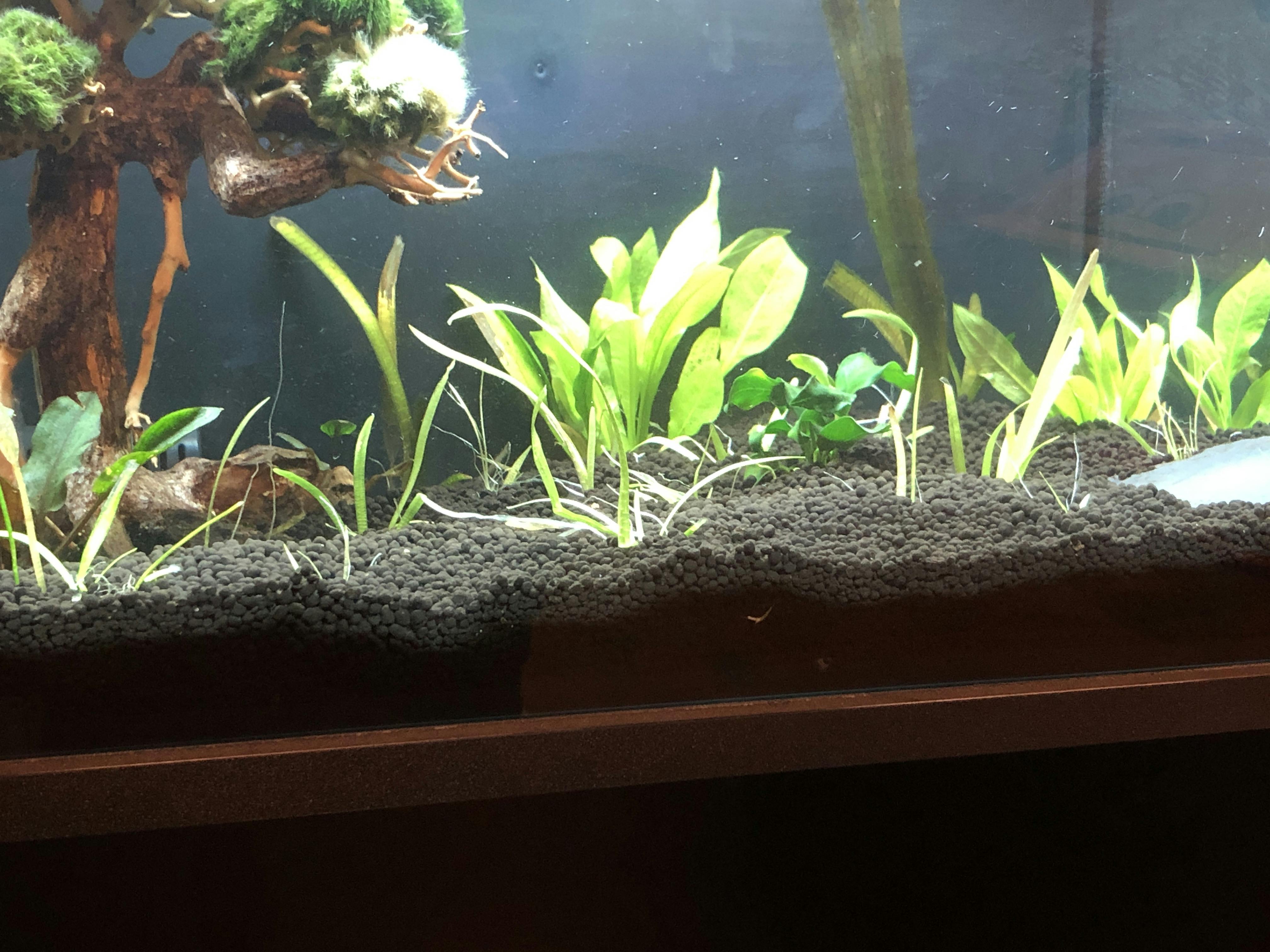 Dwarf Sagittaria Subulata -EASY Foreground Plant – DustinsFishtanks