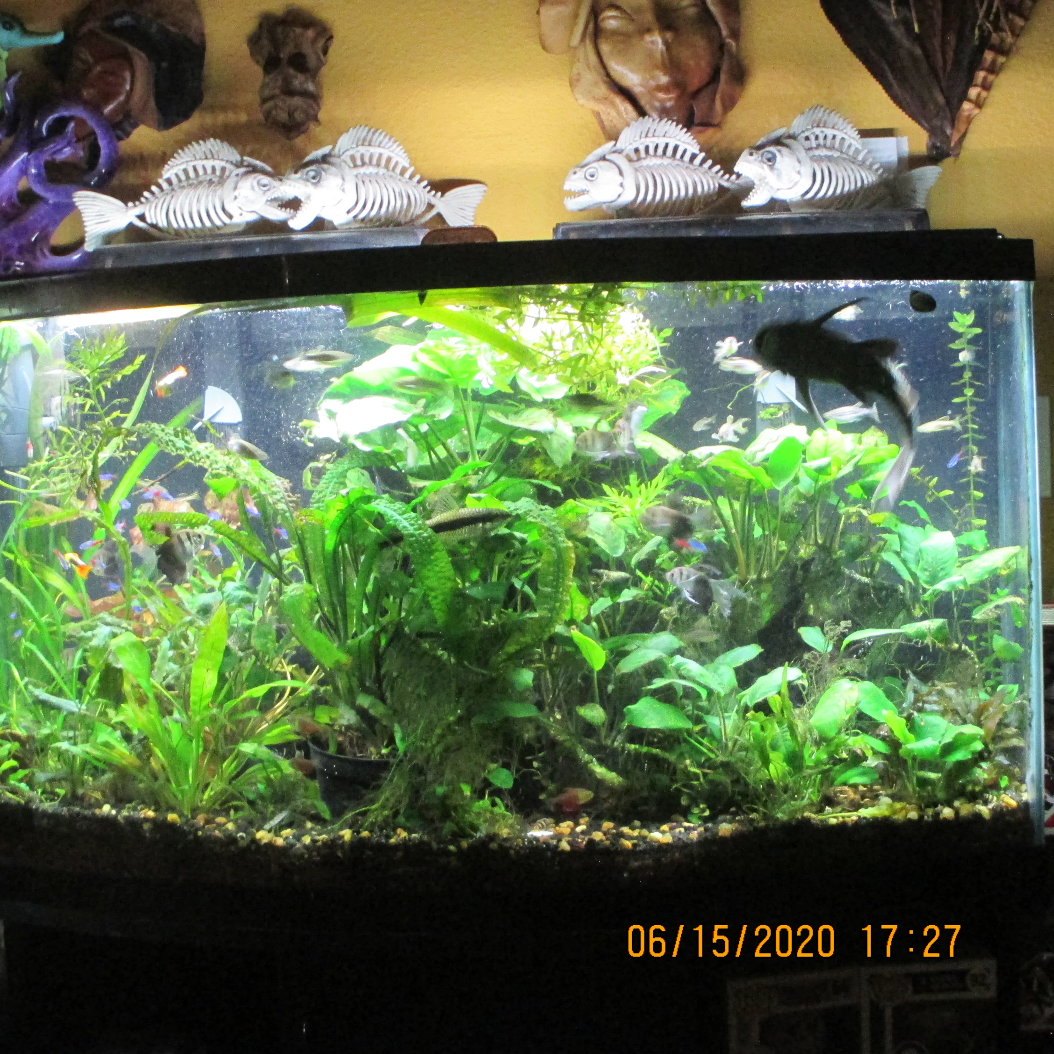 Red Clay(Iron for your Roots!!) – DustinsFishtanks