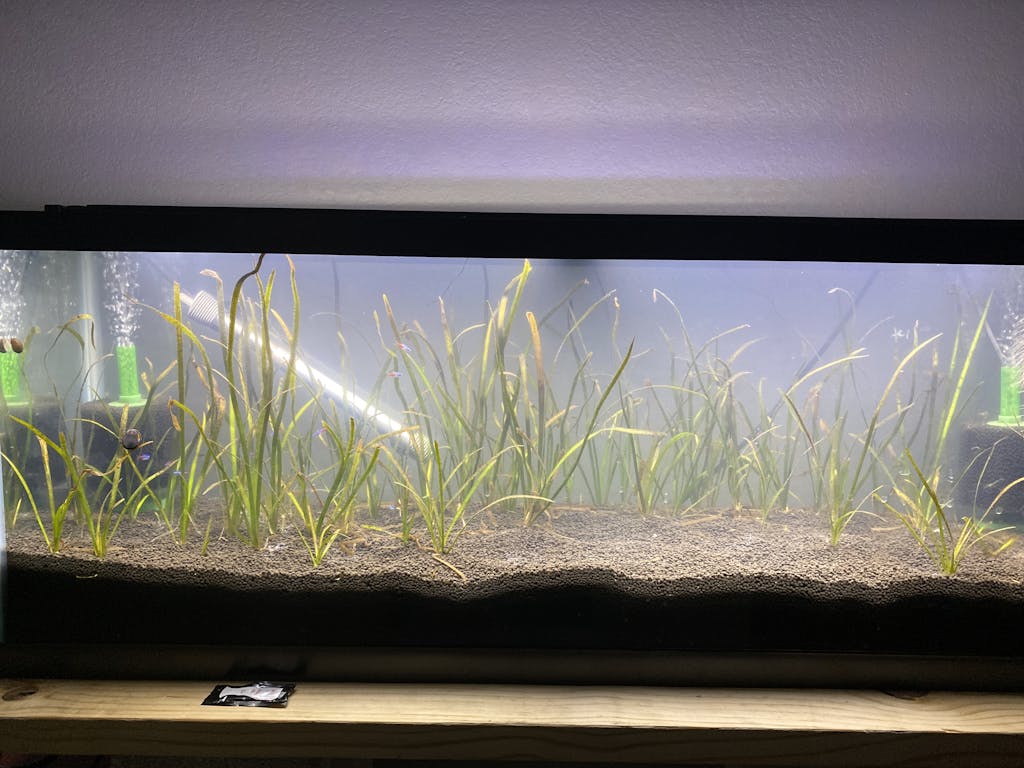 Vallisneria Spiralis Leopard (Easy Background Aquarium Plant ...