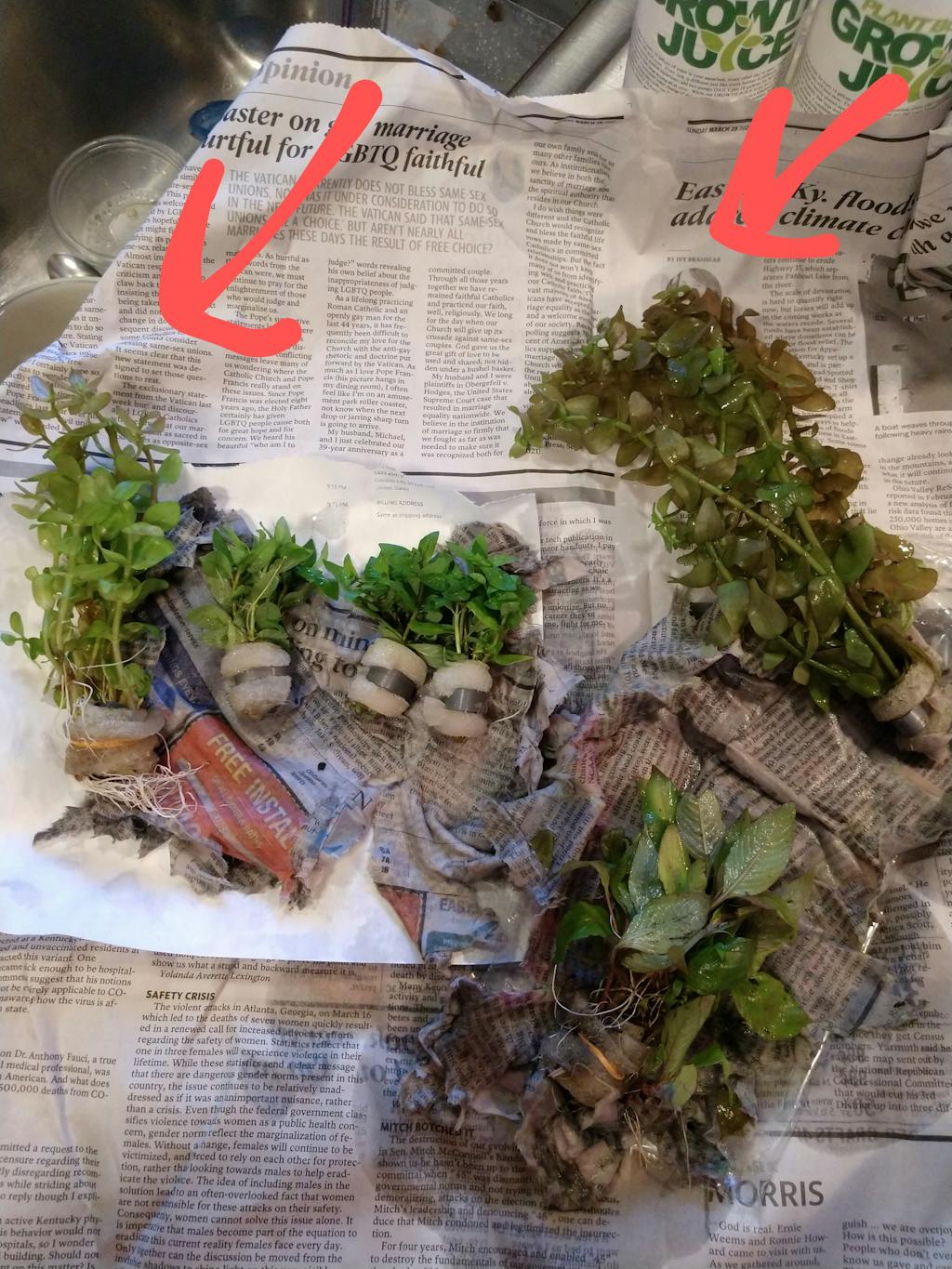 Bacopa caroliniana 'Yellow flame' – DustinsFishtanks