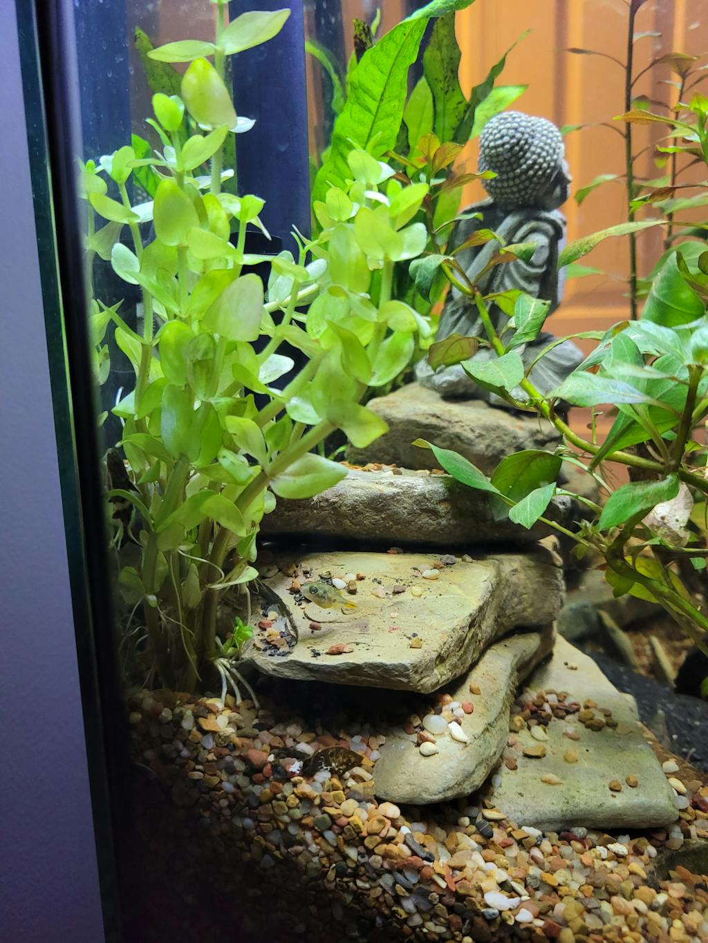 Bacopa caroliniana 'Yellow flame' – DustinsFishtanks