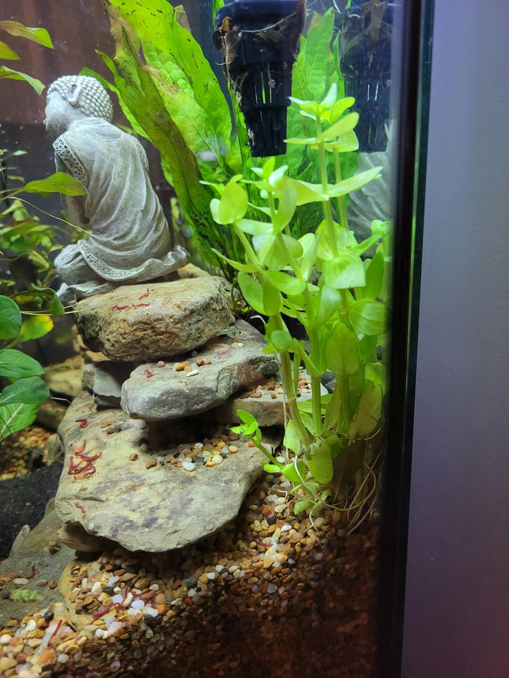 Bacopa caroliniana 'Yellow flame' – DustinsFishtanks