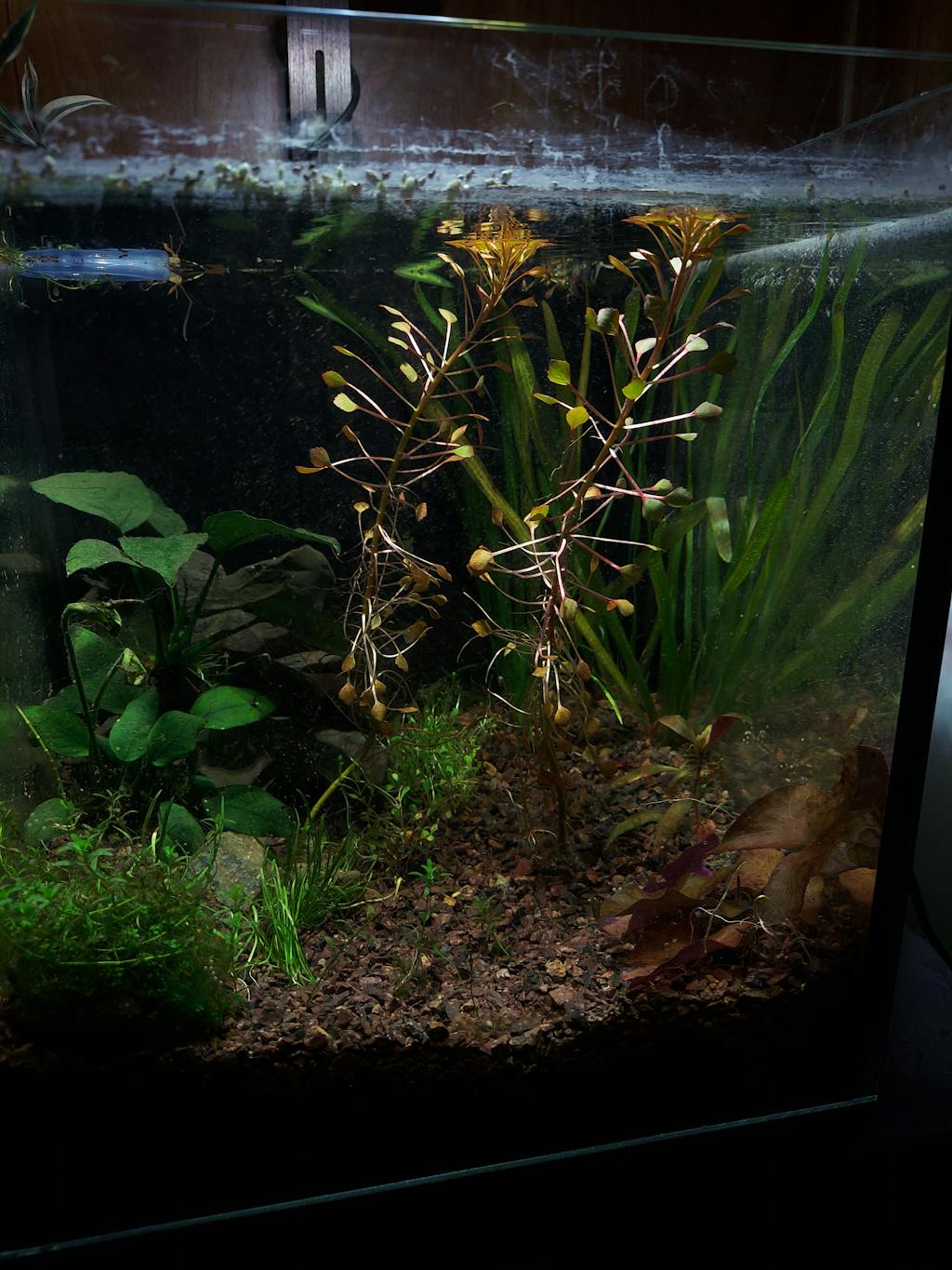 Vallisneria "Jungle Val" EASY Background Aquarium Plant – DustinsFishtanks