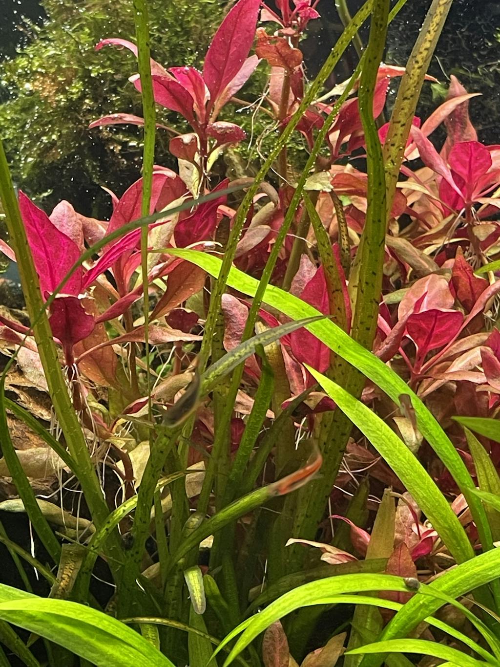 Alternanthera Reineckii "Variegated" (Our #1 selling Aquarium Plant ...