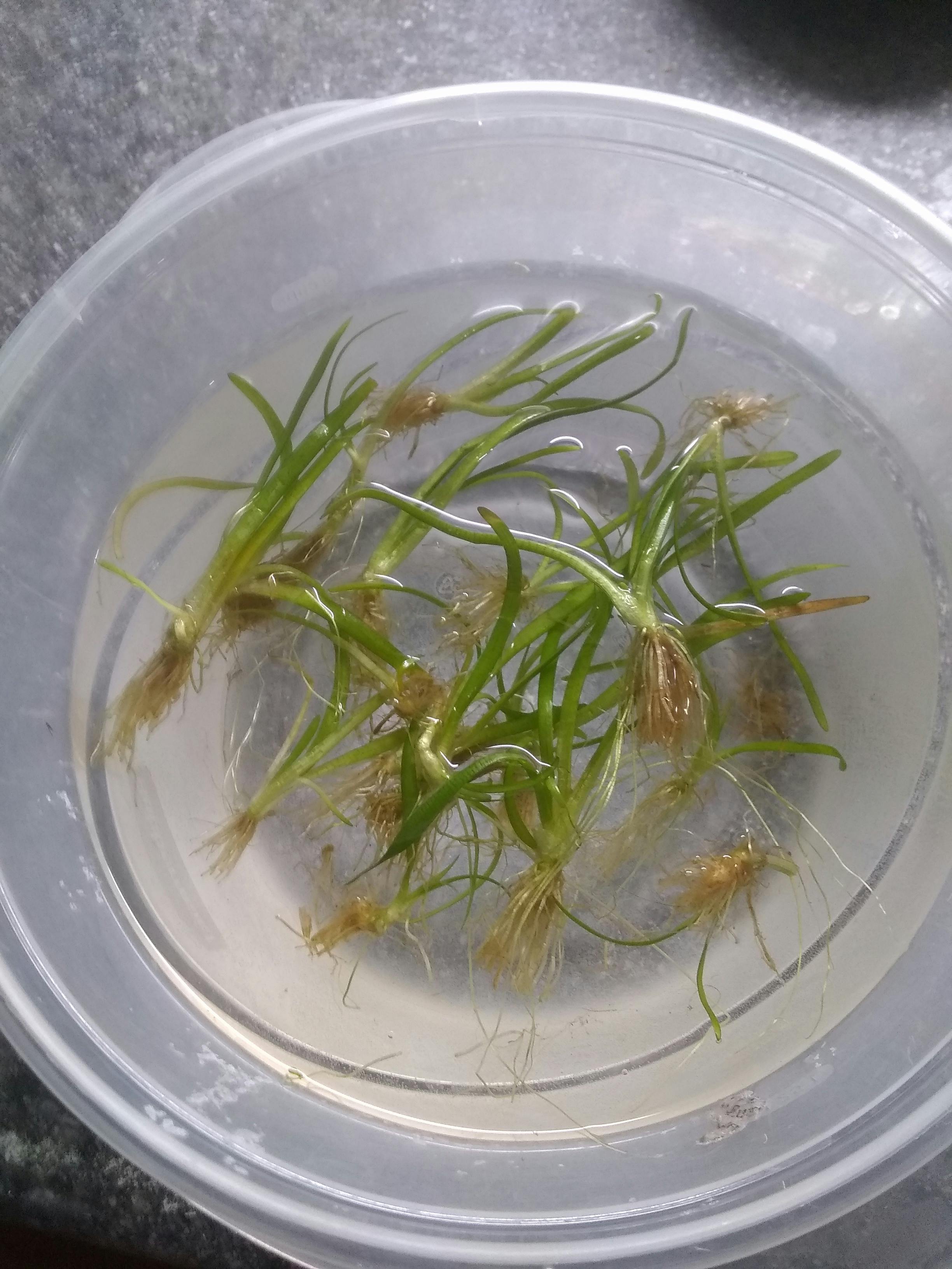 Vallisneria "Jungle Val" EASY Background Aquarium Plant – DustinsFishtanks