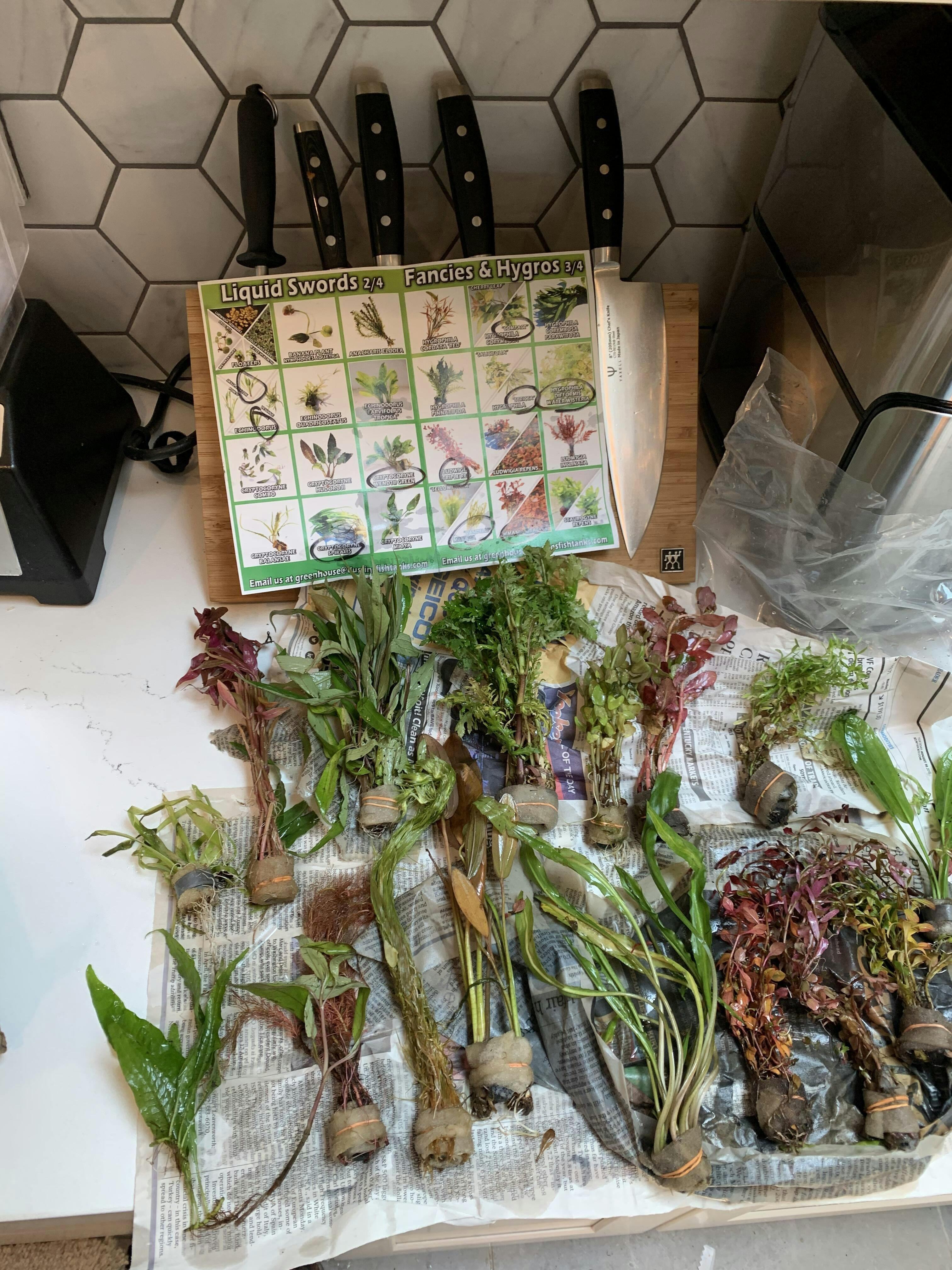 A+ "Must Have for Planted Tanks" Plant Booster GROWTH JUICE- (Our OWN ...