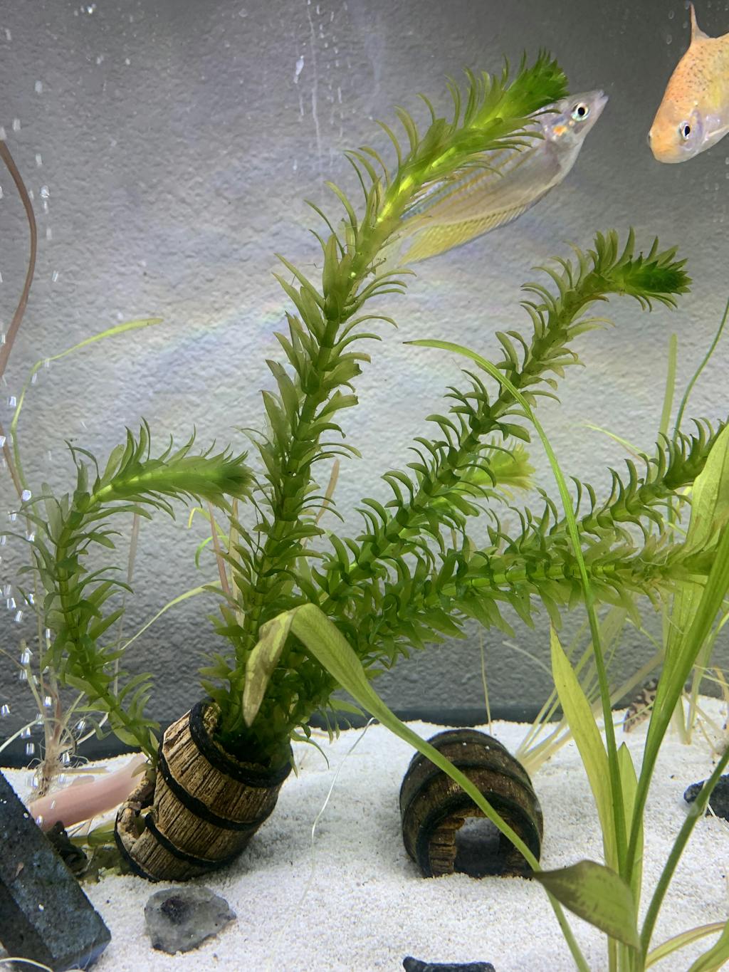 Anacharis Elodea (Easy Low Light Aquarium Plant) – DustinsFishtanks