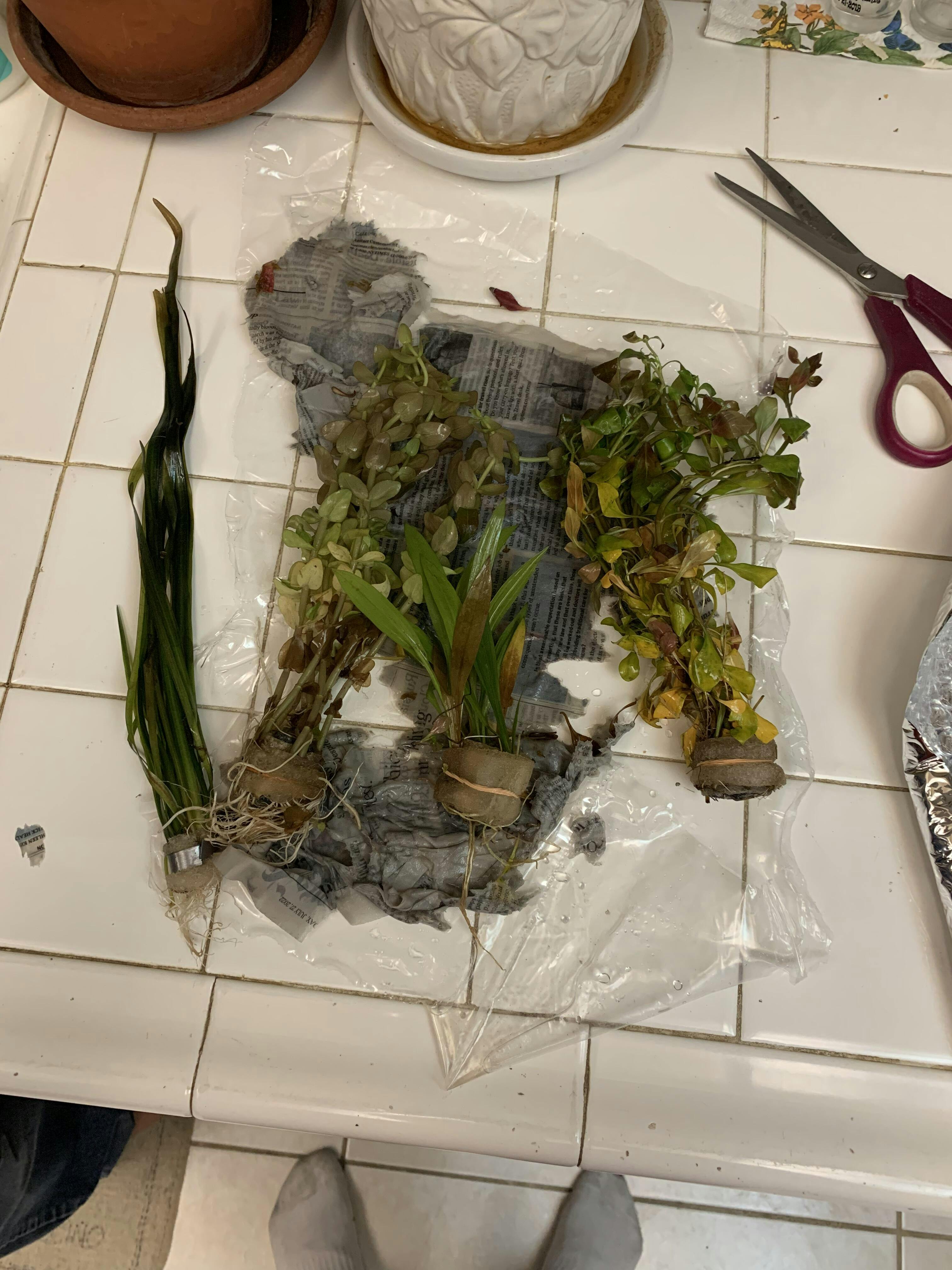 "GREAT START for a planted tank" The Beginner's Planted Aquarium Combo ...