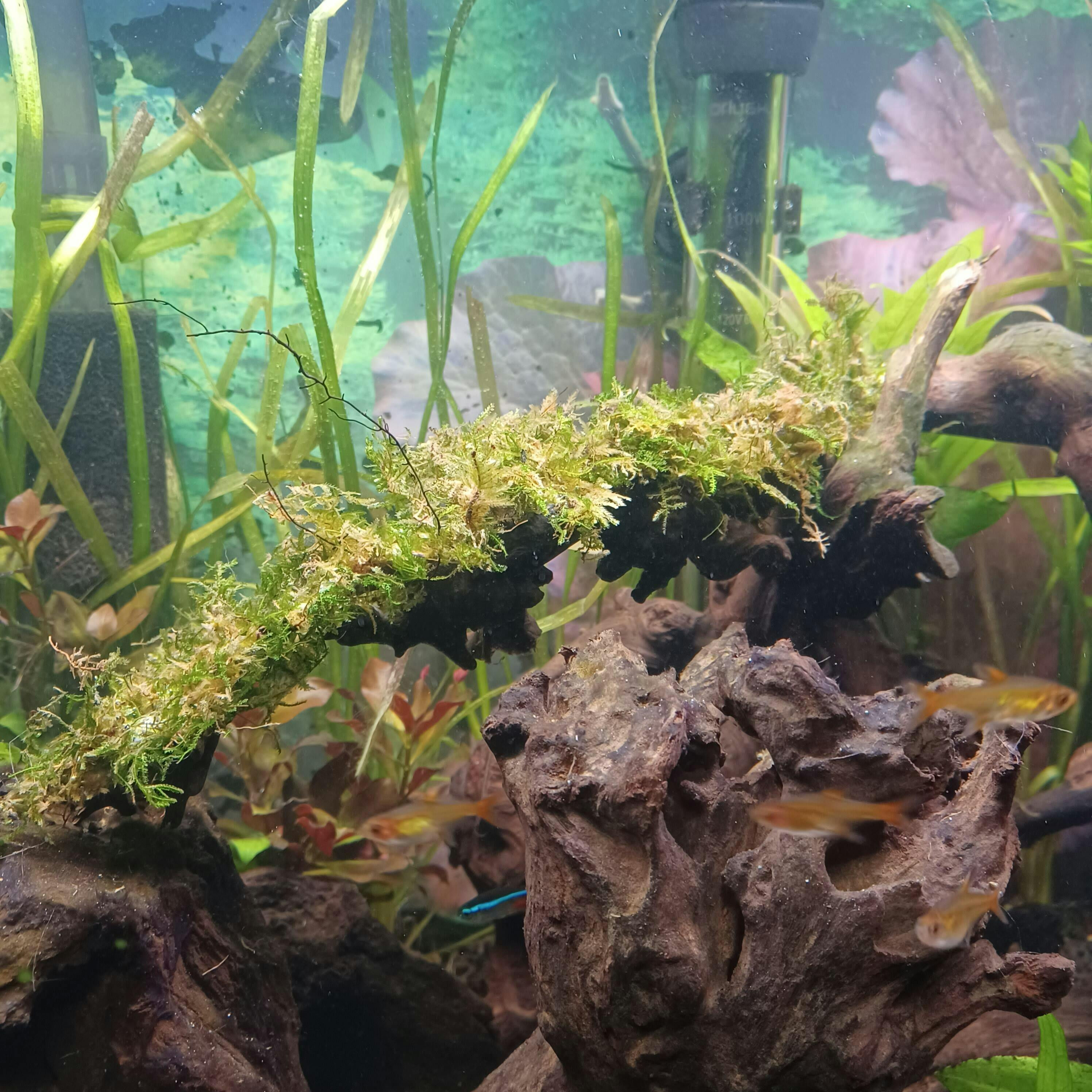 JAVA MOSS -SUPER EASY Low Light Aquarium Plant – DustinsFishtanks