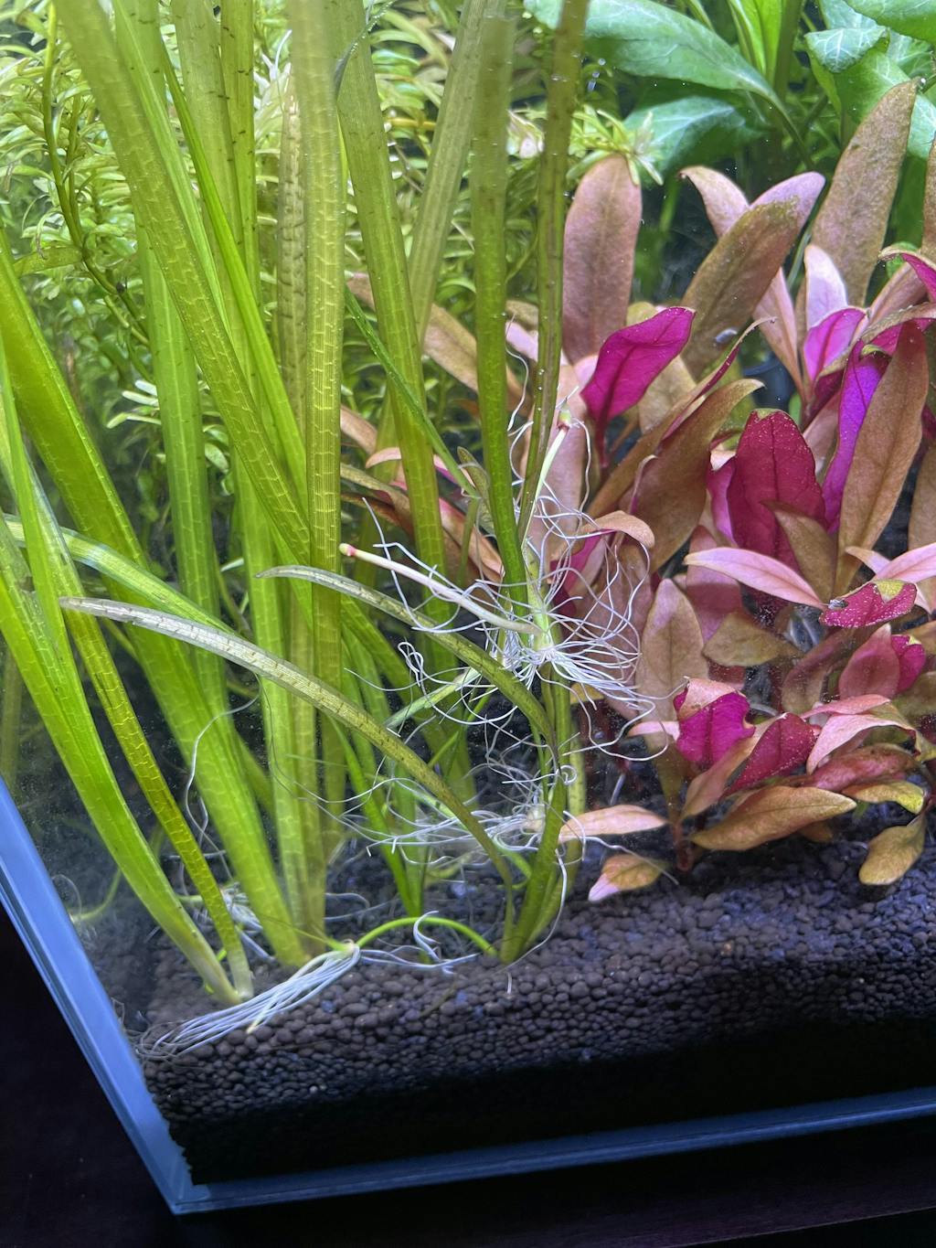 Vallisneria Spiralis Leopard (Easy Background Aquarium Plant) (SHORTER ...