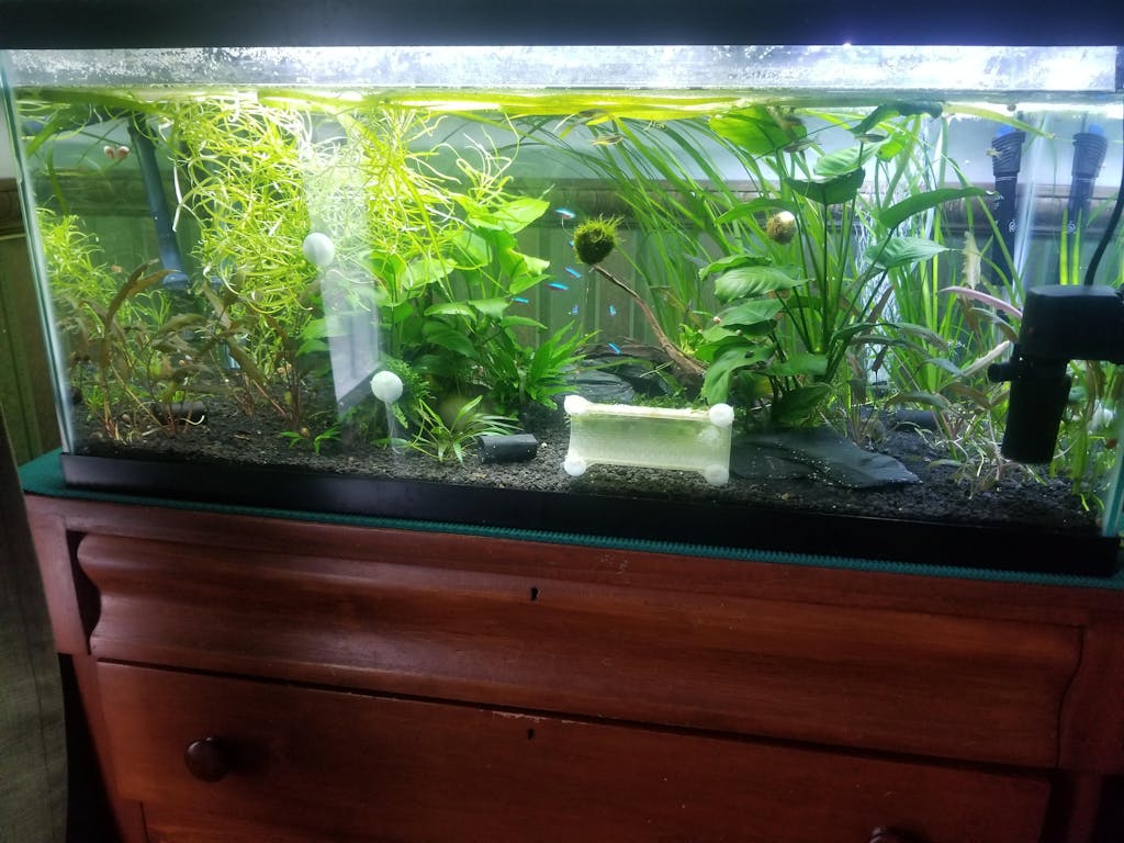 Vallisneria "Jungle Val" EASY Background Aquarium Plant – DustinsFishtanks