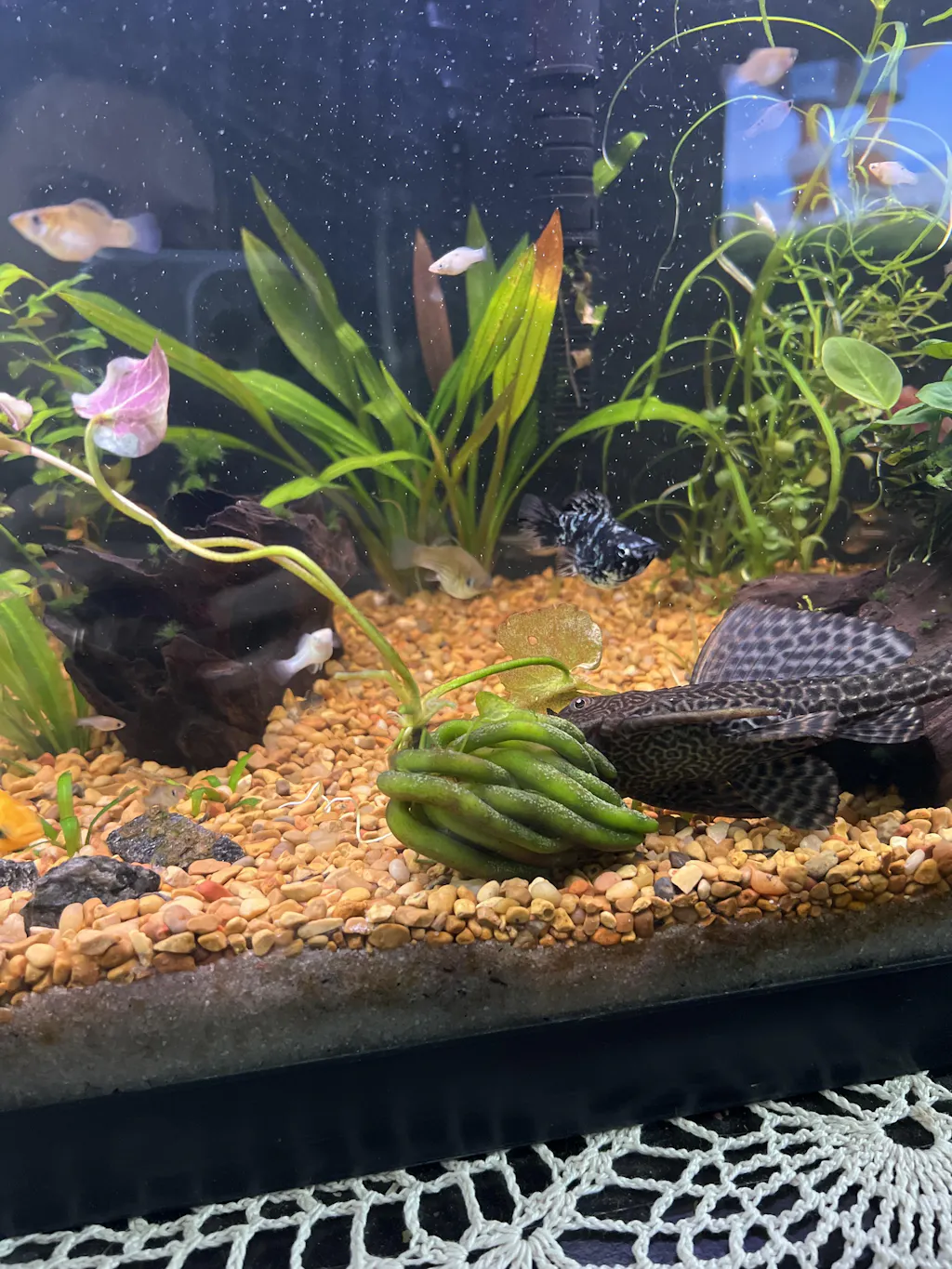 Banana Plant- Nymphoides aquatica- Easy Beginner Plant – DustinsFishtanks