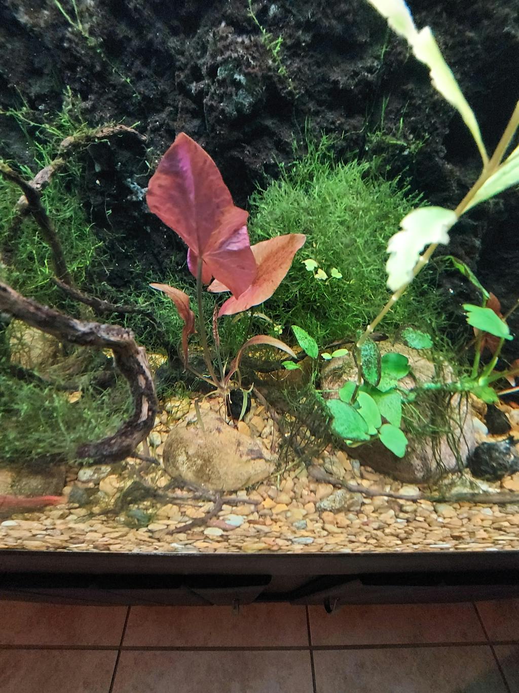 Red Tiger Lotus- (Dwarf Aquarium Lily)- EASY RED Aquarium Plant ...