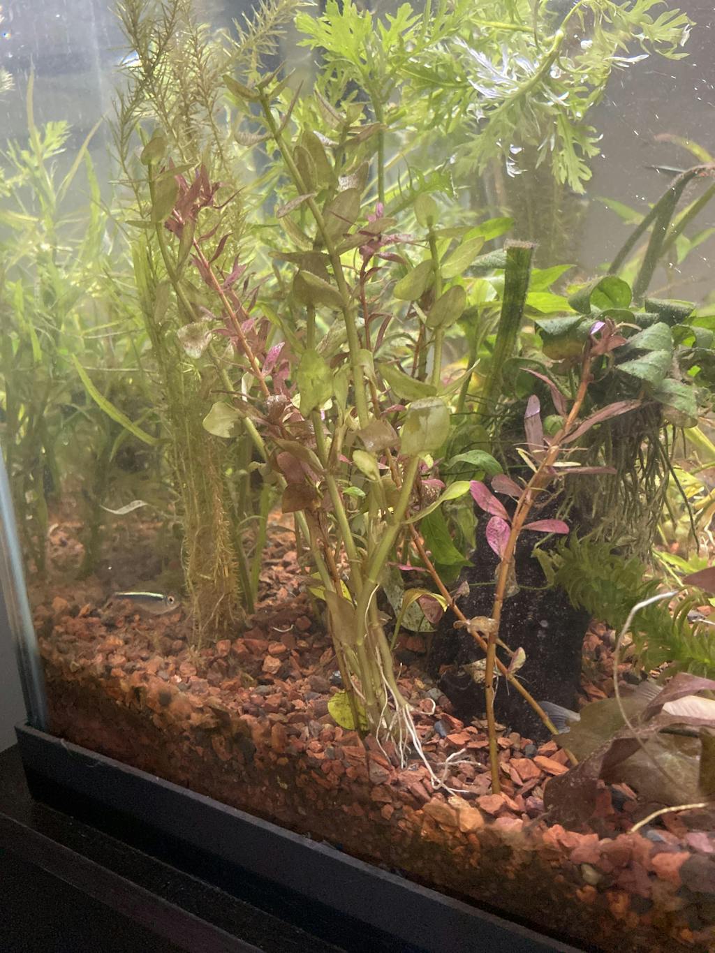 Bacopa caroliniana 'Yellow flame' (GOLDFISH PROOF!) – DustinsFishtanks