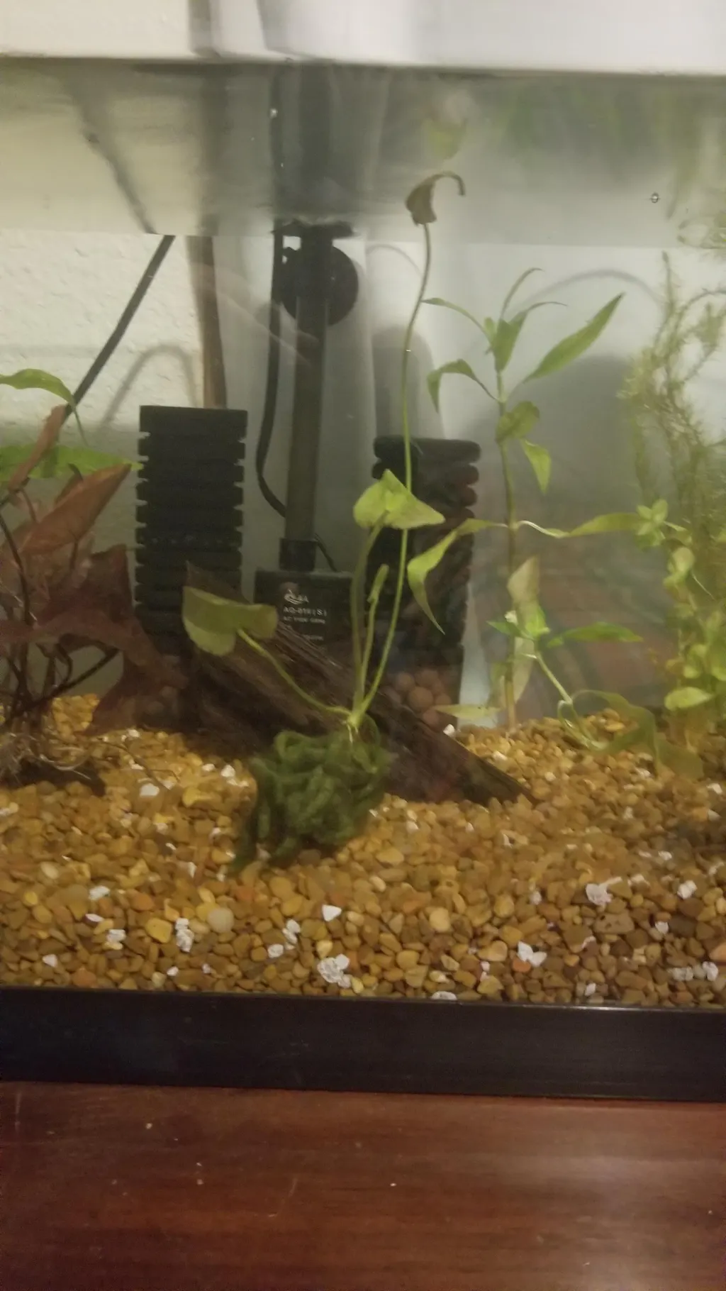 Banana Plant- Nymphoides aquatica- Easy Beginner Plant – DustinsFishtanks