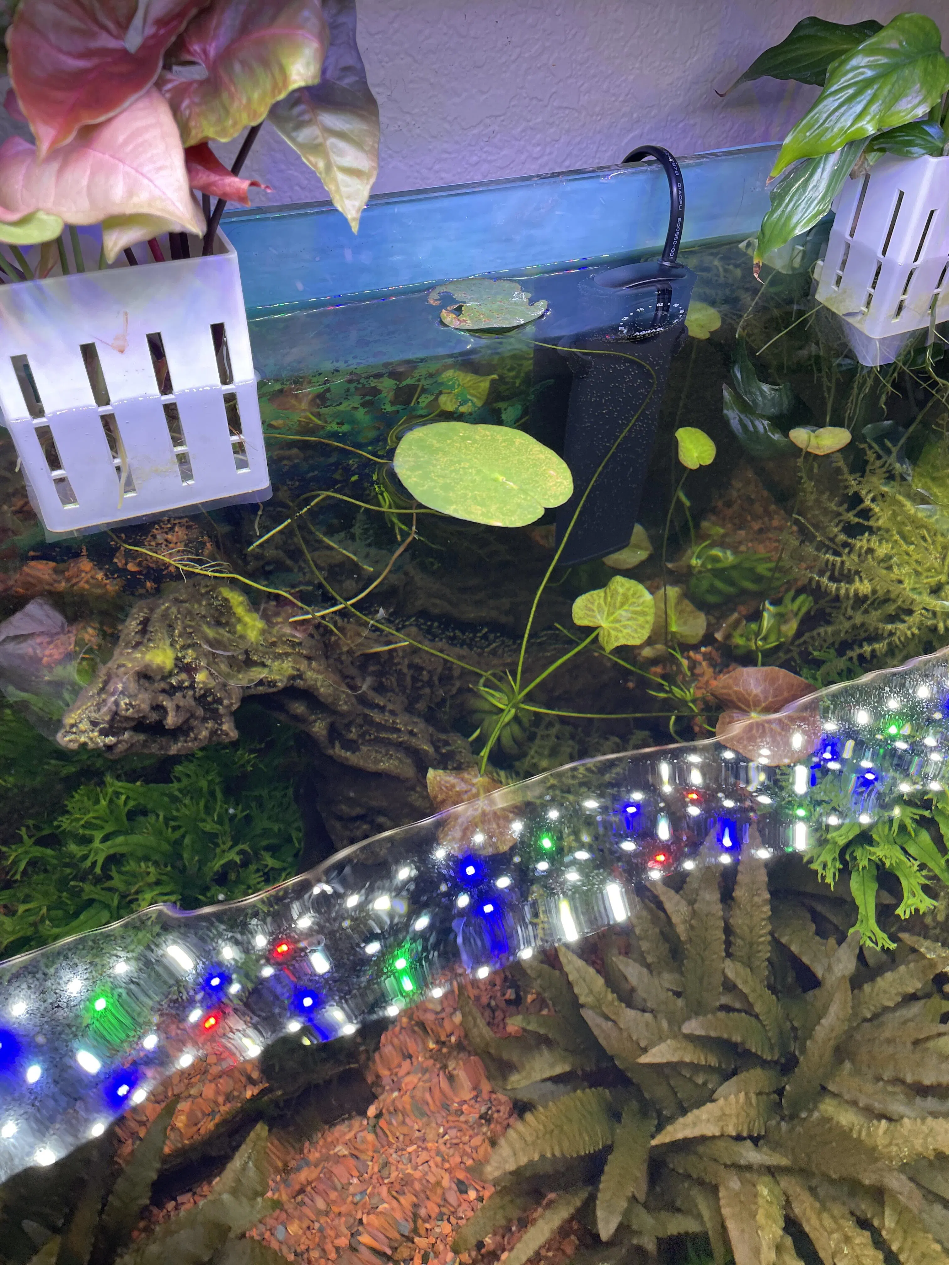 Banana Plant- Nymphoides aquatica- Easy Beginner Plant – DustinsFishtanks