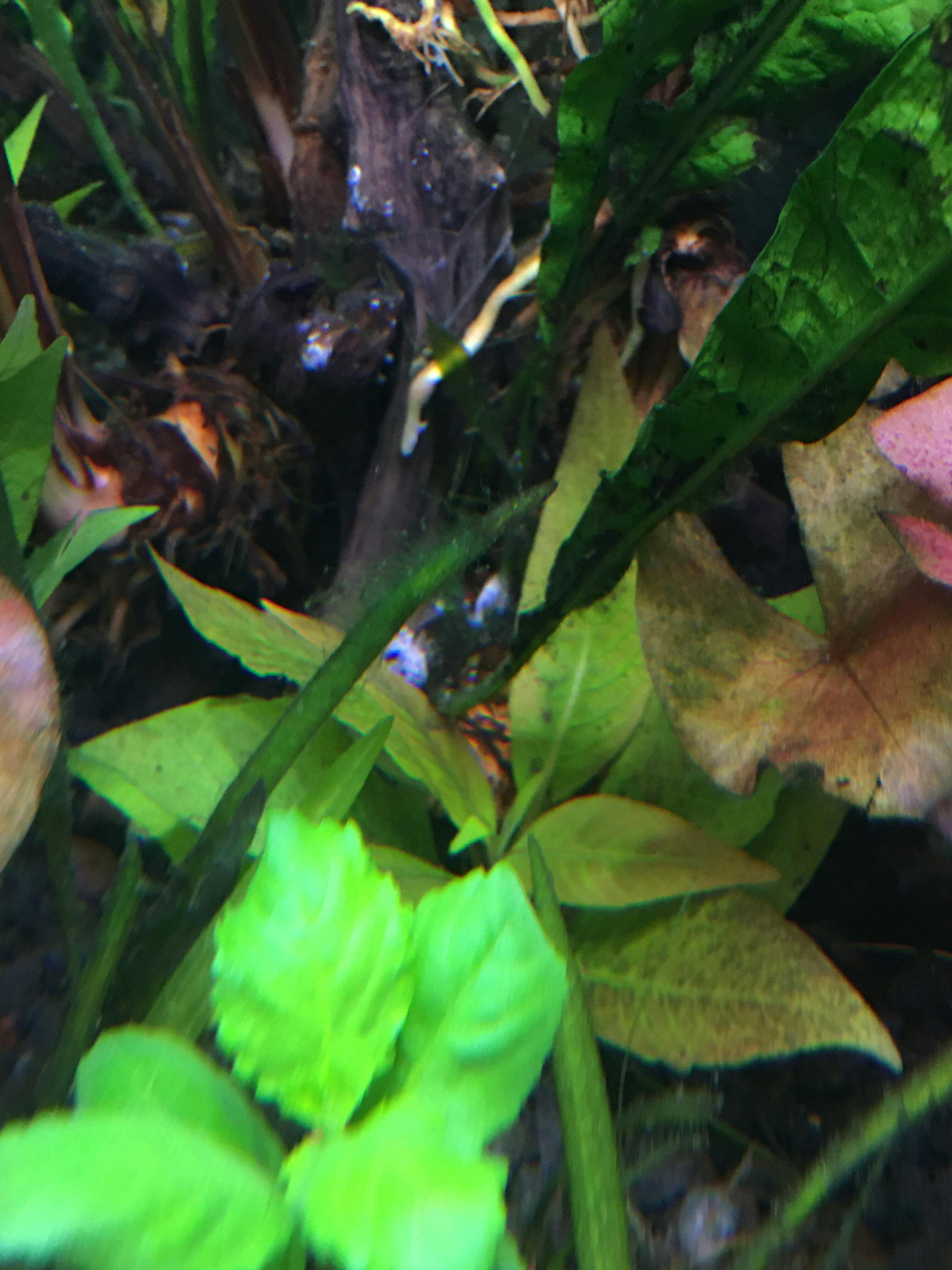 Hygrophila Corymbosa 'Compacta' (Super Easy Low Light Foreground Aquar ...