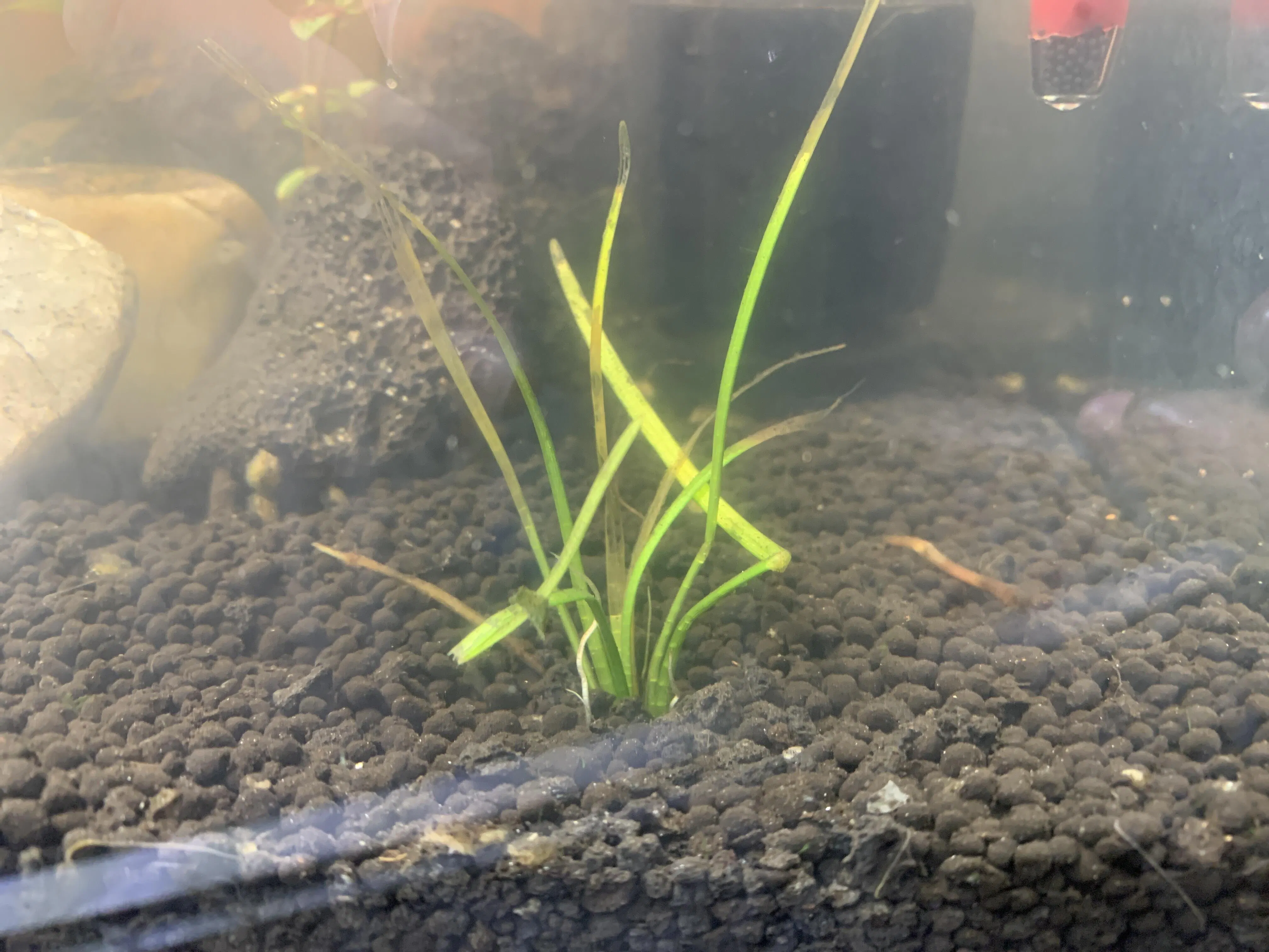 Dwarf Sagittaria Subulata -EASY Foreground Plant – DustinsFishtanks