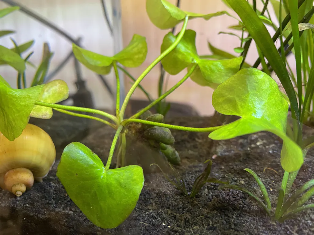 Banana Plant- Nymphoides aquatica- Easy Beginner Plant – DustinsFishtanks