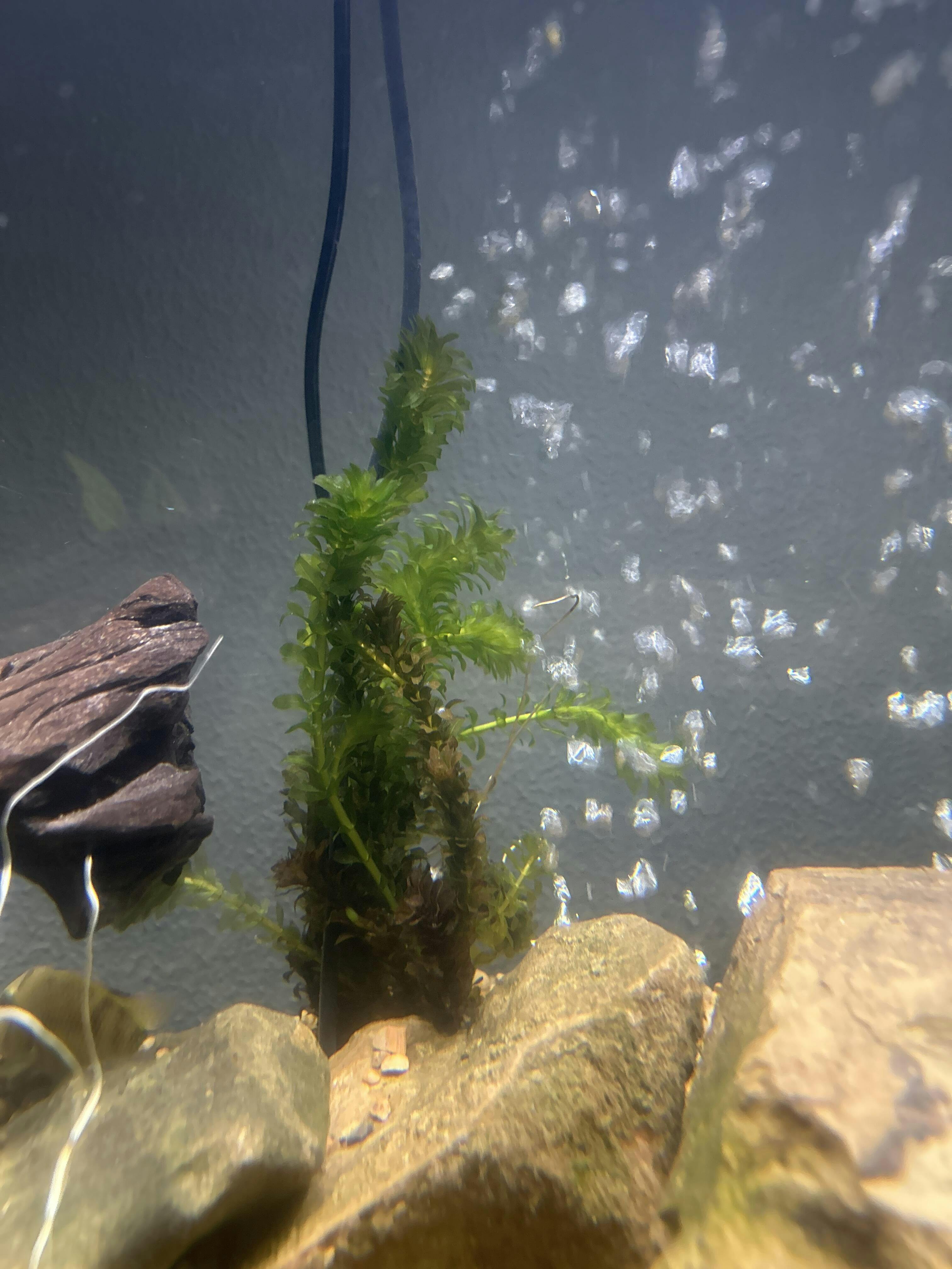 Anacharis Elodea (Easy Low Light Aquarium Plant) – DustinsFishtanks