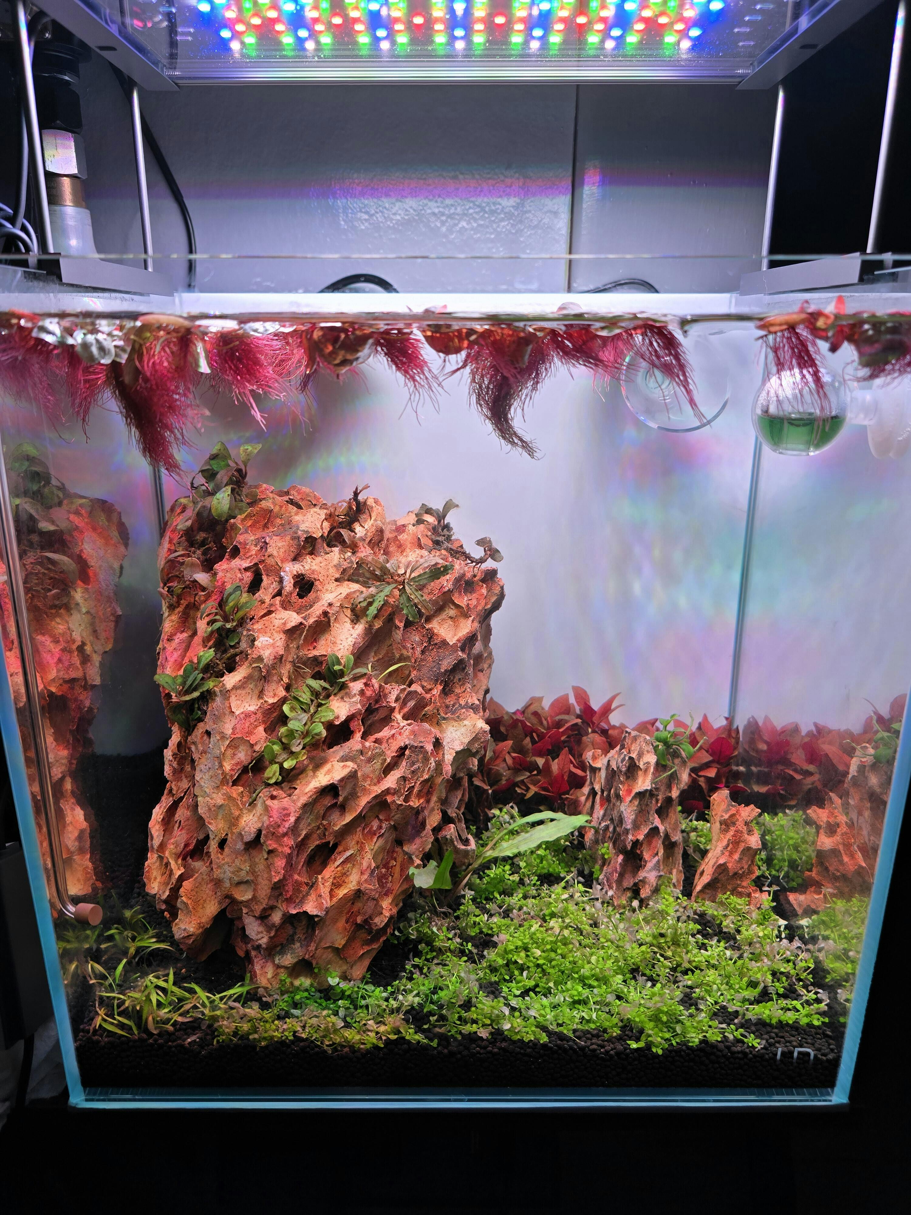 Red Root Floater (Wow Floating Plant) Phyllanthus Fluitans (GREEN/Red ...