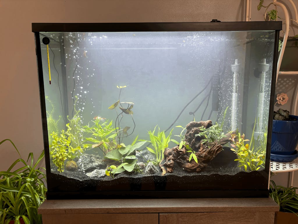 "GREAT START for a planted tank" The Beginner's Planted Aquarium Combo ...
