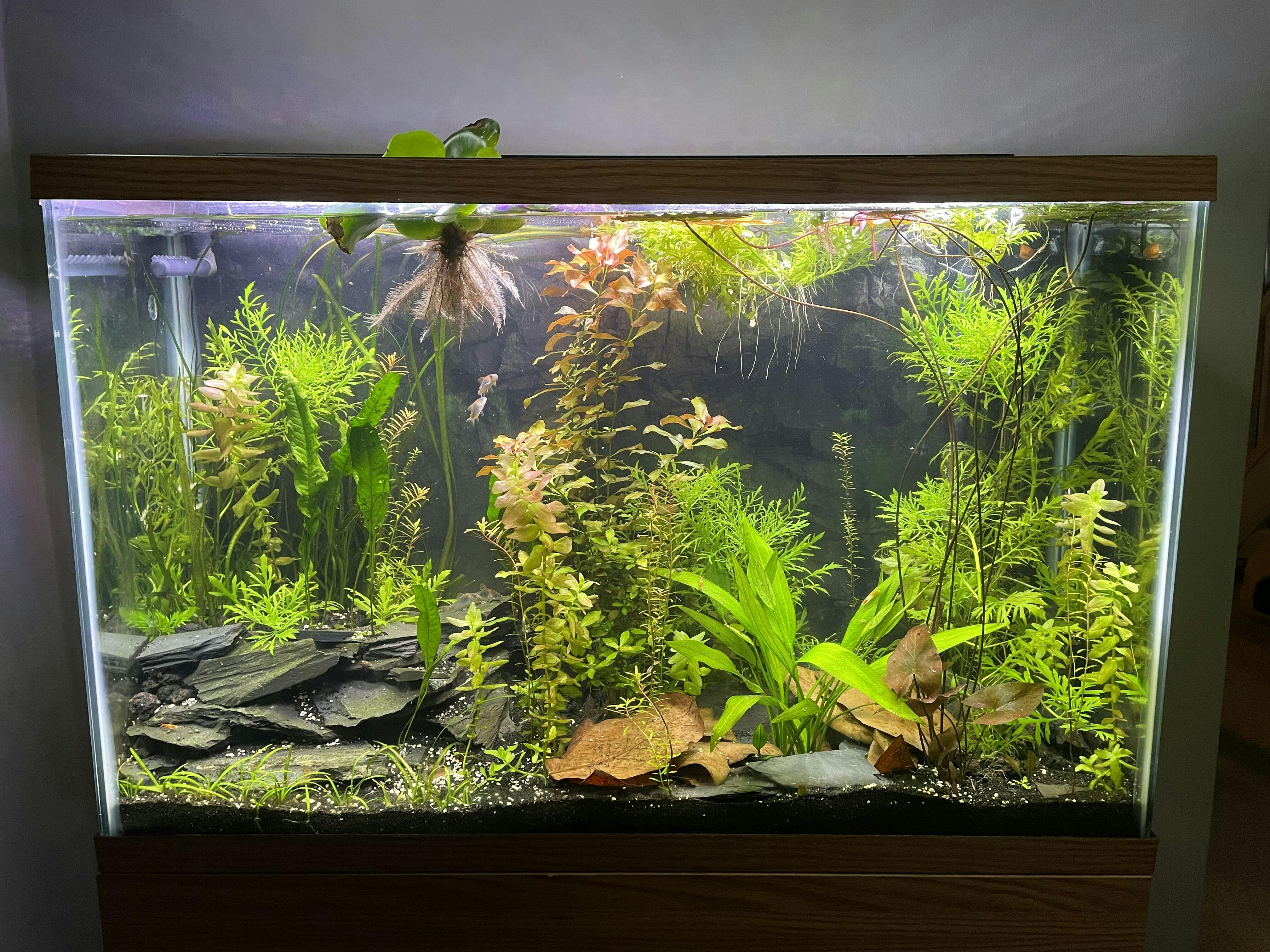 "GREAT START for a planted tank" The Beginner's Planted Aquarium Combo ...