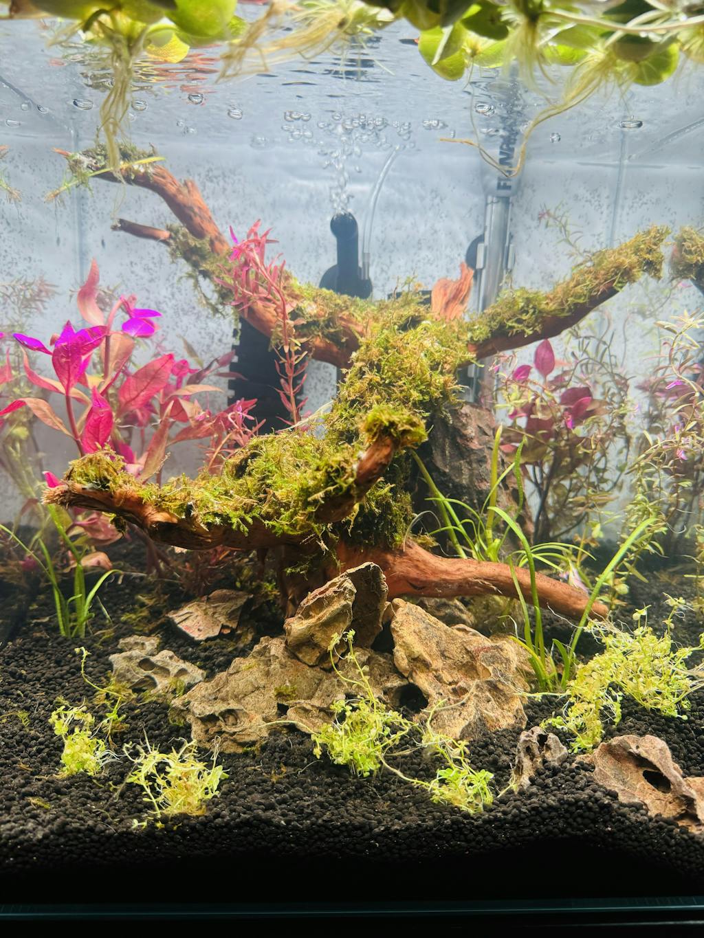 JAVA MOSS -SUPER EASY Low Light Aquarium Plant – DustinsFishtanks