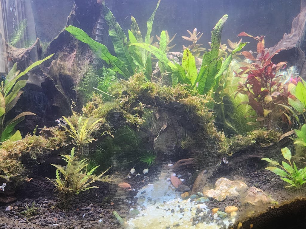 JAVA MOSS -SUPER EASY Low Light Aquarium Plant – DustinsFishtanks