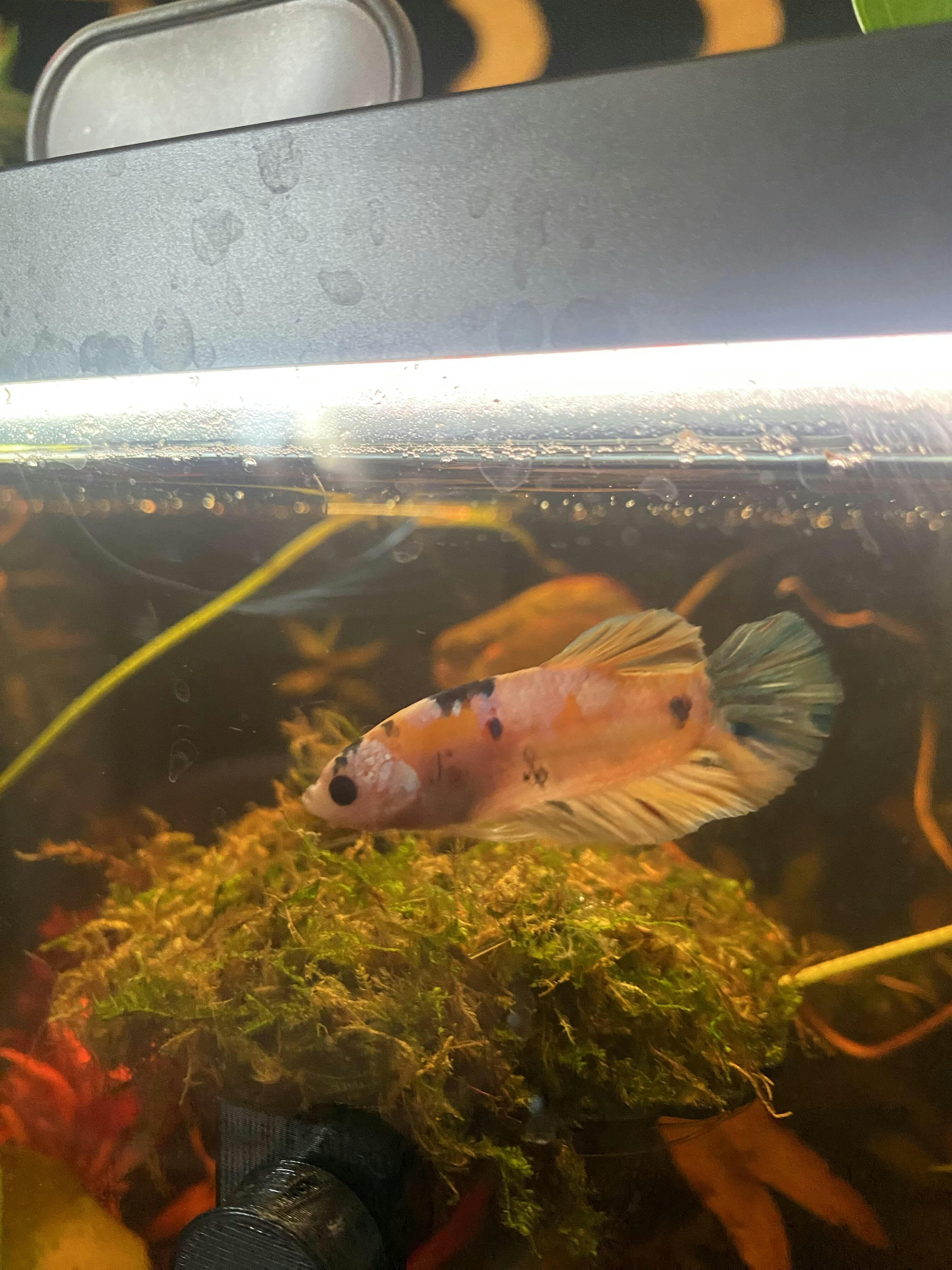 JAVA MOSS -SUPER EASY Low Light Aquarium Plant – DustinsFishtanks