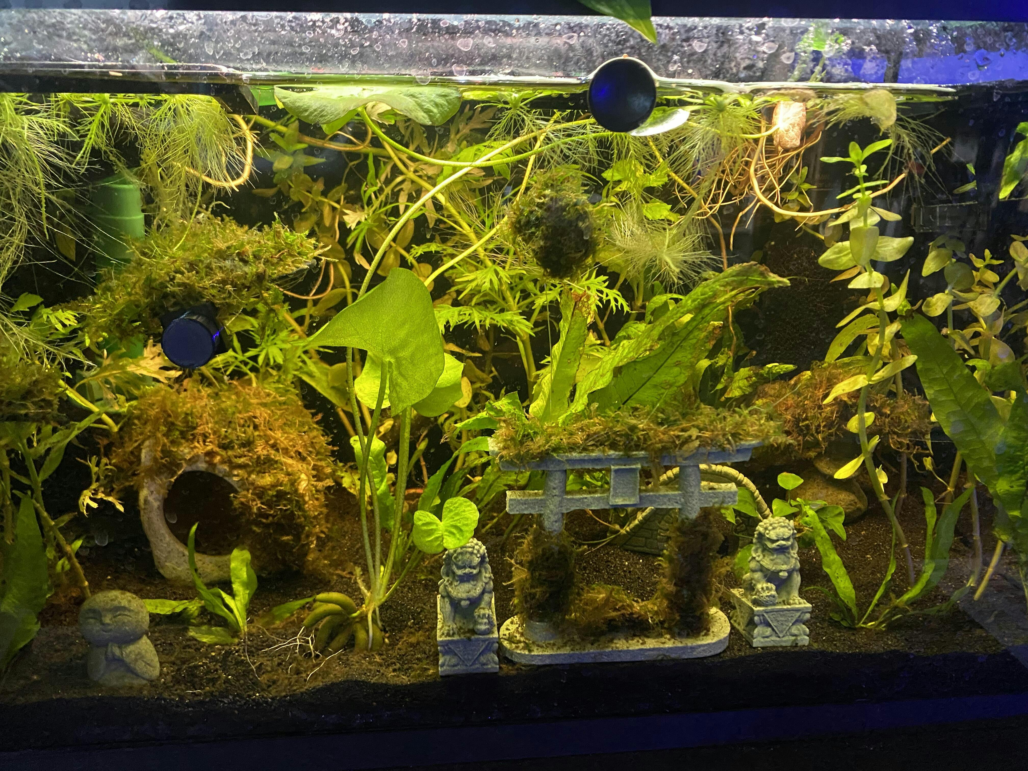 JAVA MOSS -SUPER EASY Low Light Aquarium Plant – DustinsFishtanks