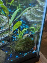 JAVA MOSS -SUPER EASY Low Light Aquarium Plant – DustinsFishtanks